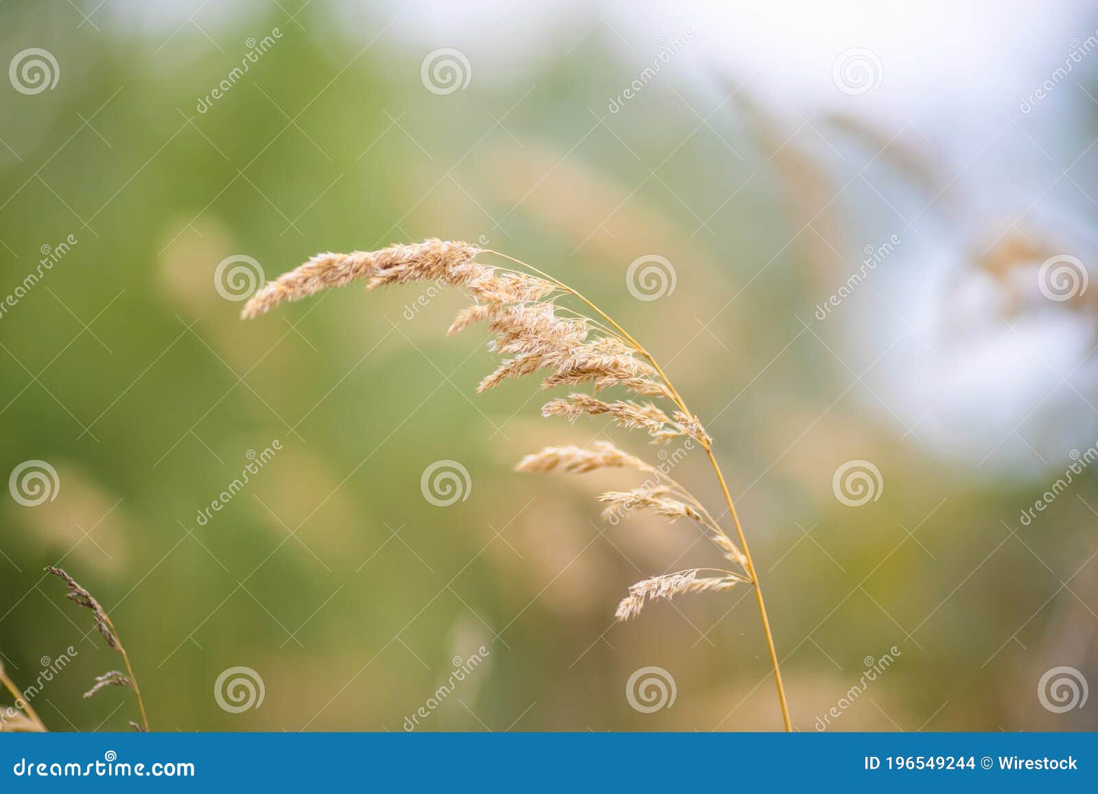 Closeup Shot of Pampas Grass Swaying in the Wind Stock Photo - Image of ...