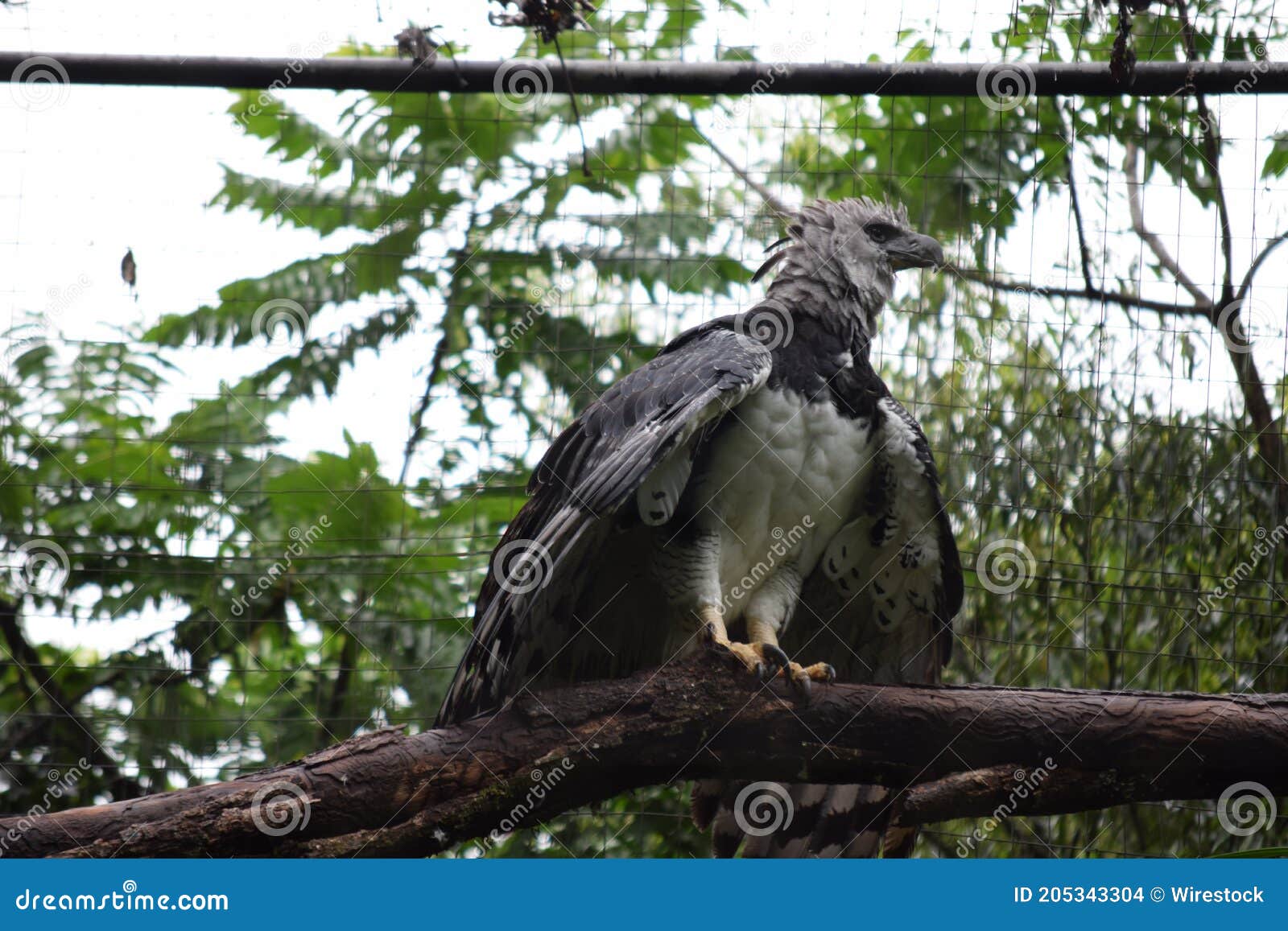 Papuan Eagle Photos - Free & Royalty-Free Stock Photos from Dreamstime