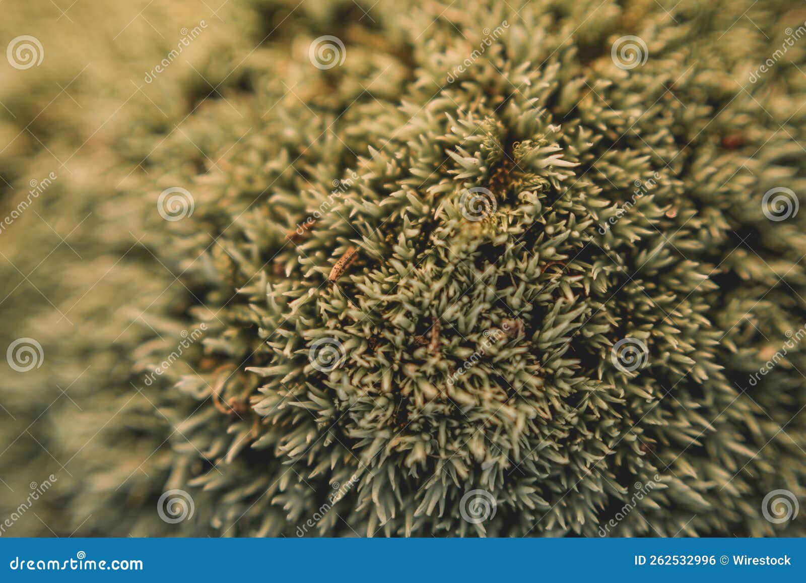 Closeup Shot of a Part of a Tree Completely Covered in Moss Stock Photo ...