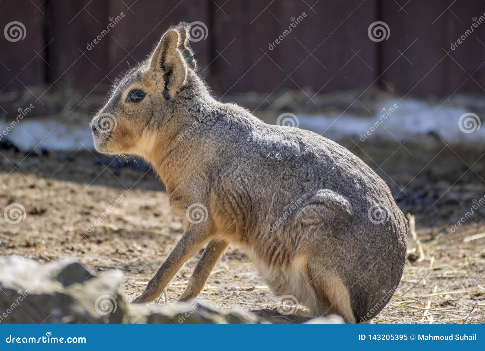 A Closeup Shot of Patagonian Cavy Stock Image - Image of head, outdoor ...