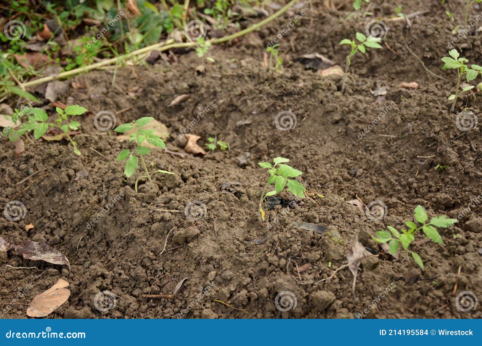 Closeup Shot of a Patch of Soil with Green Growing Plants Stock Photo ...