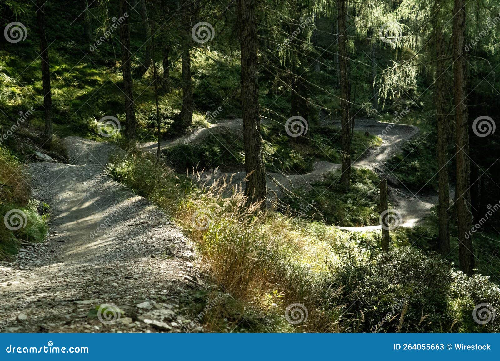 Closeup Shot of a Path among Pine Trees Under the Shadow of the Sun ...