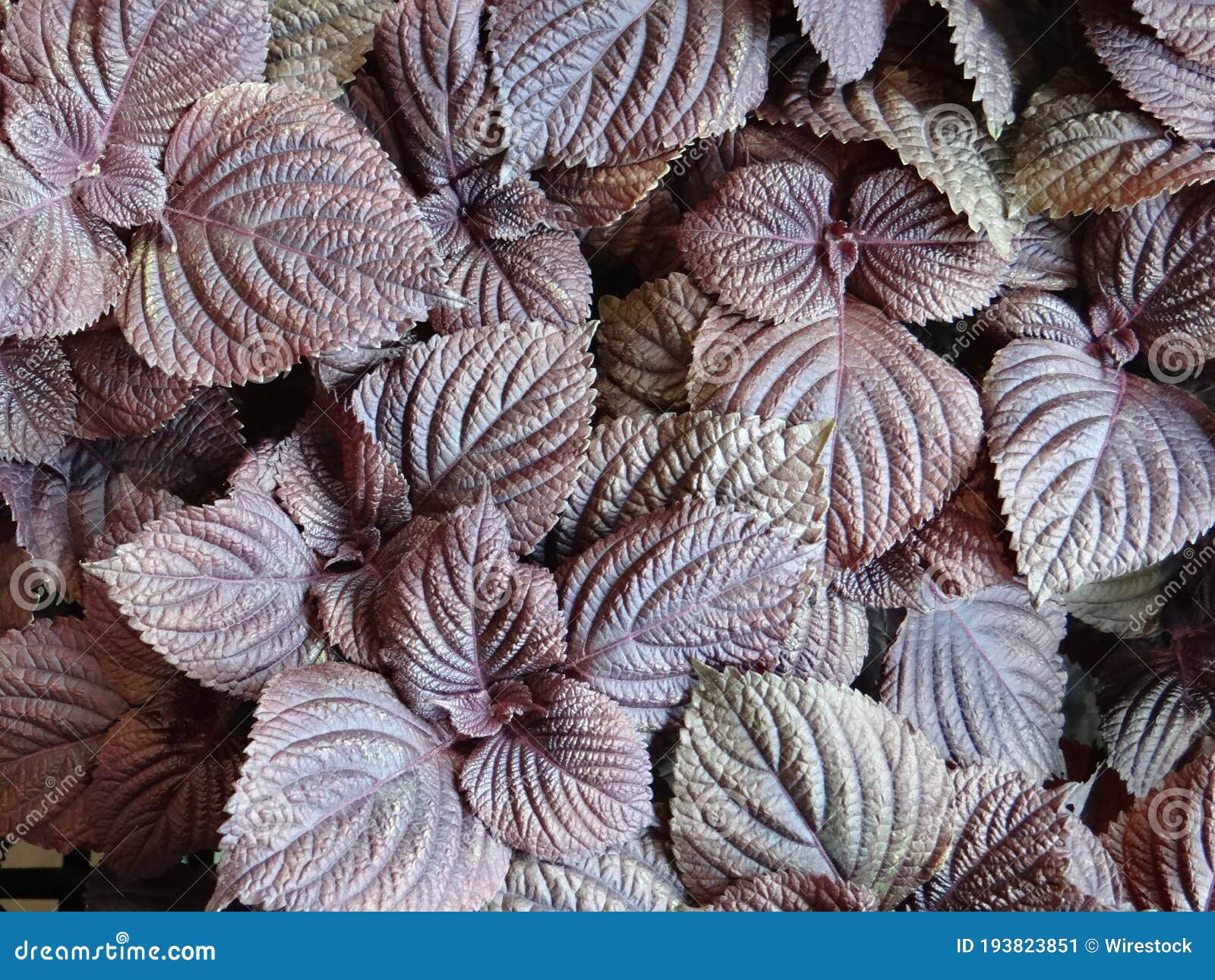 Closeup Shot of Perilla Leaves Stock Image - Image of nature, textures ...
