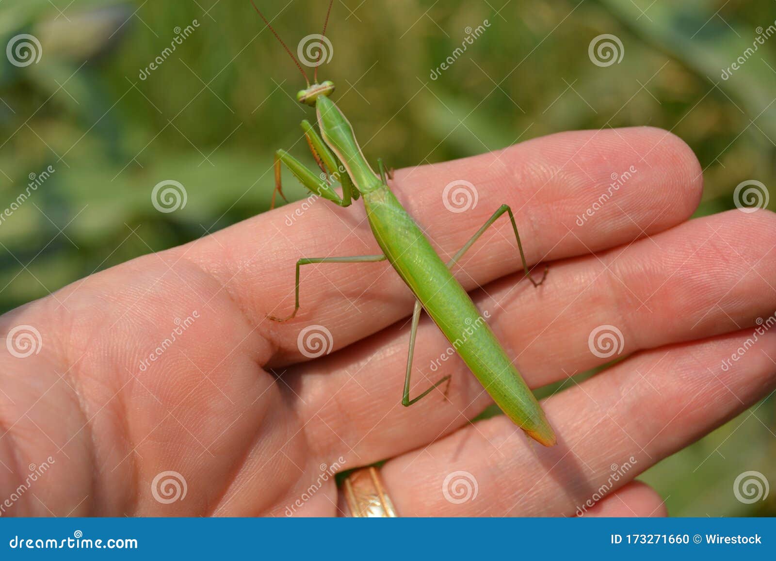 Closeup Shot of a Person Holding a Mantis Stock Photo - Image of green ...