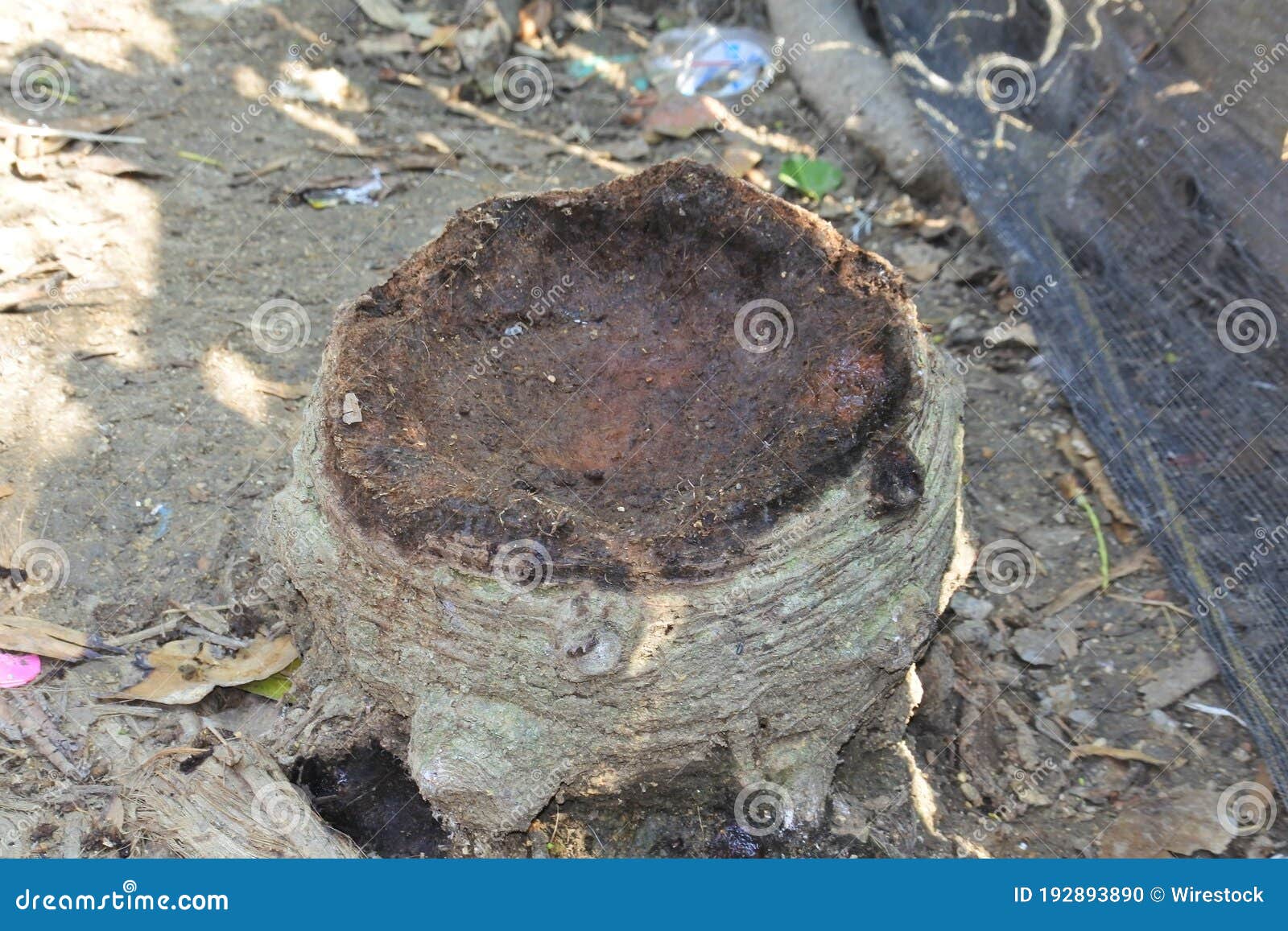 Closeup Shot of Petrified Tree Stump Stock Photo - Image of petrified ...