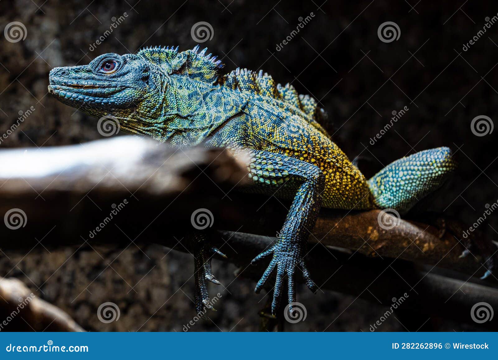 Closeup Shot of a Philippine Sailfin Lizard on a Branch Stock Photo ...