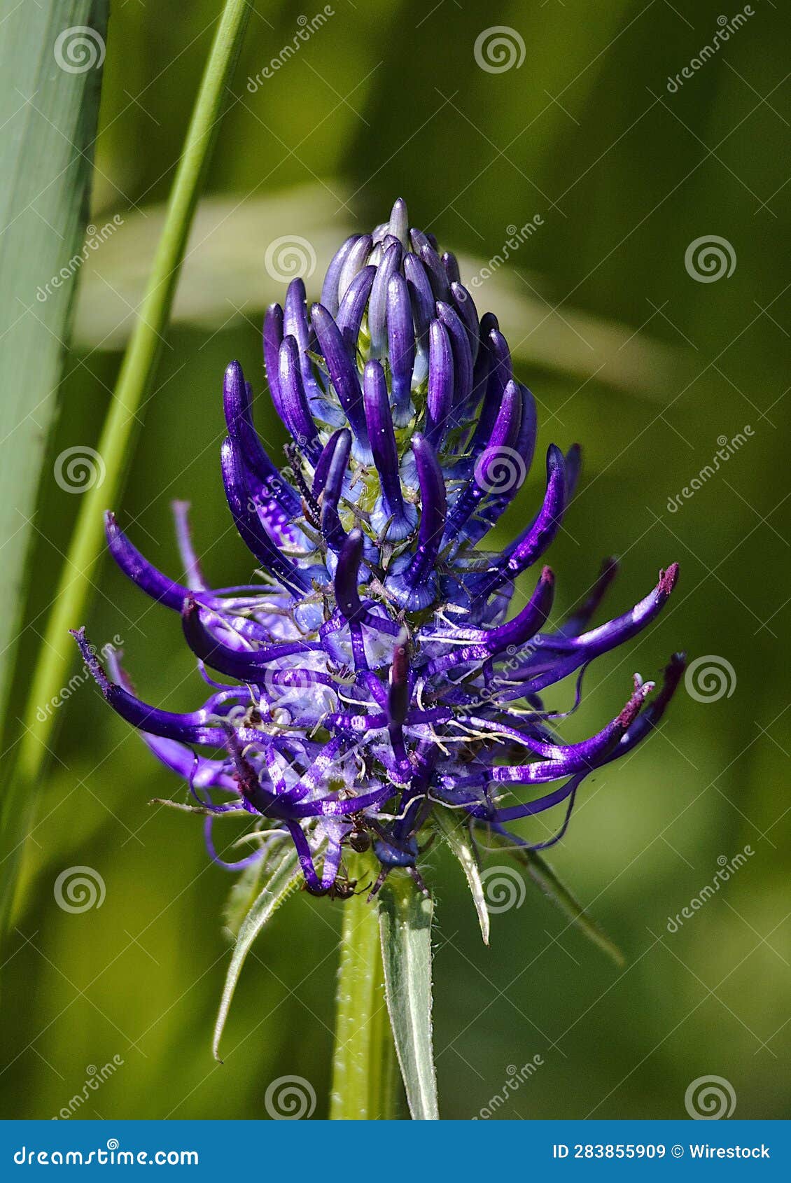 Closeup Shot of Phyteuma Nigrum, Black Rampion. Stock Image - Image of ...