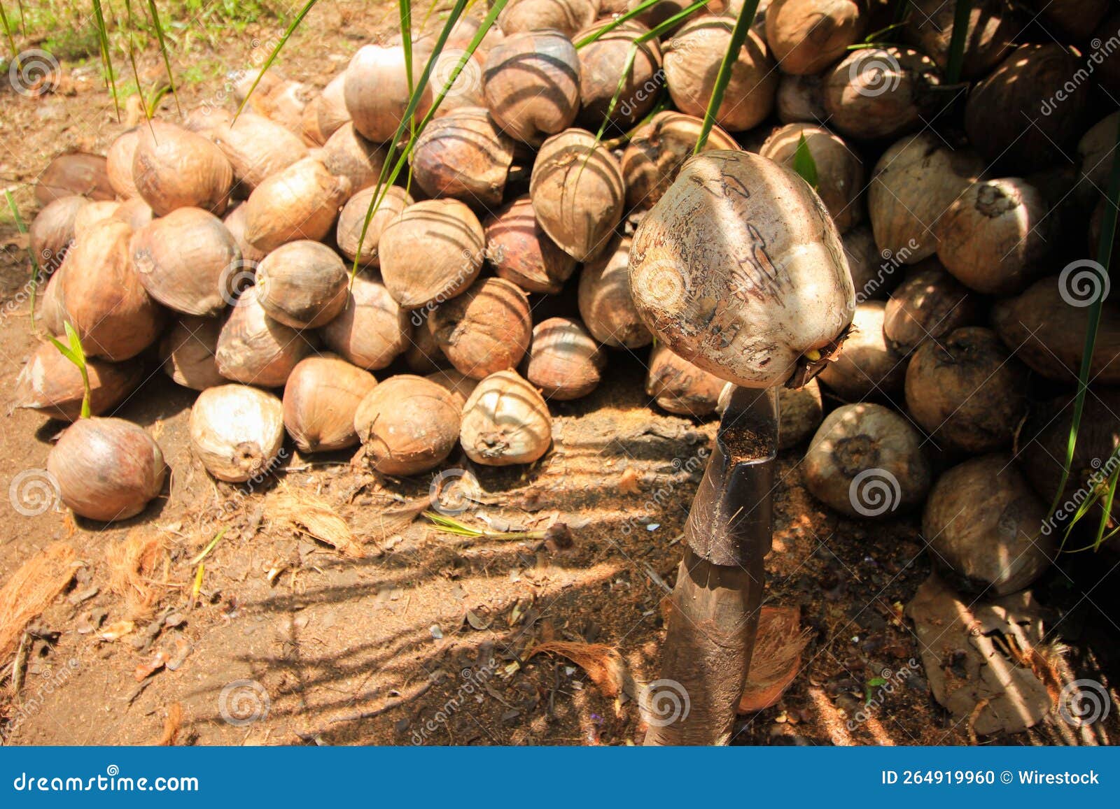 Closeup Shot of a Pile of Coconuts Under the Coconut Tree Stock Photo ...