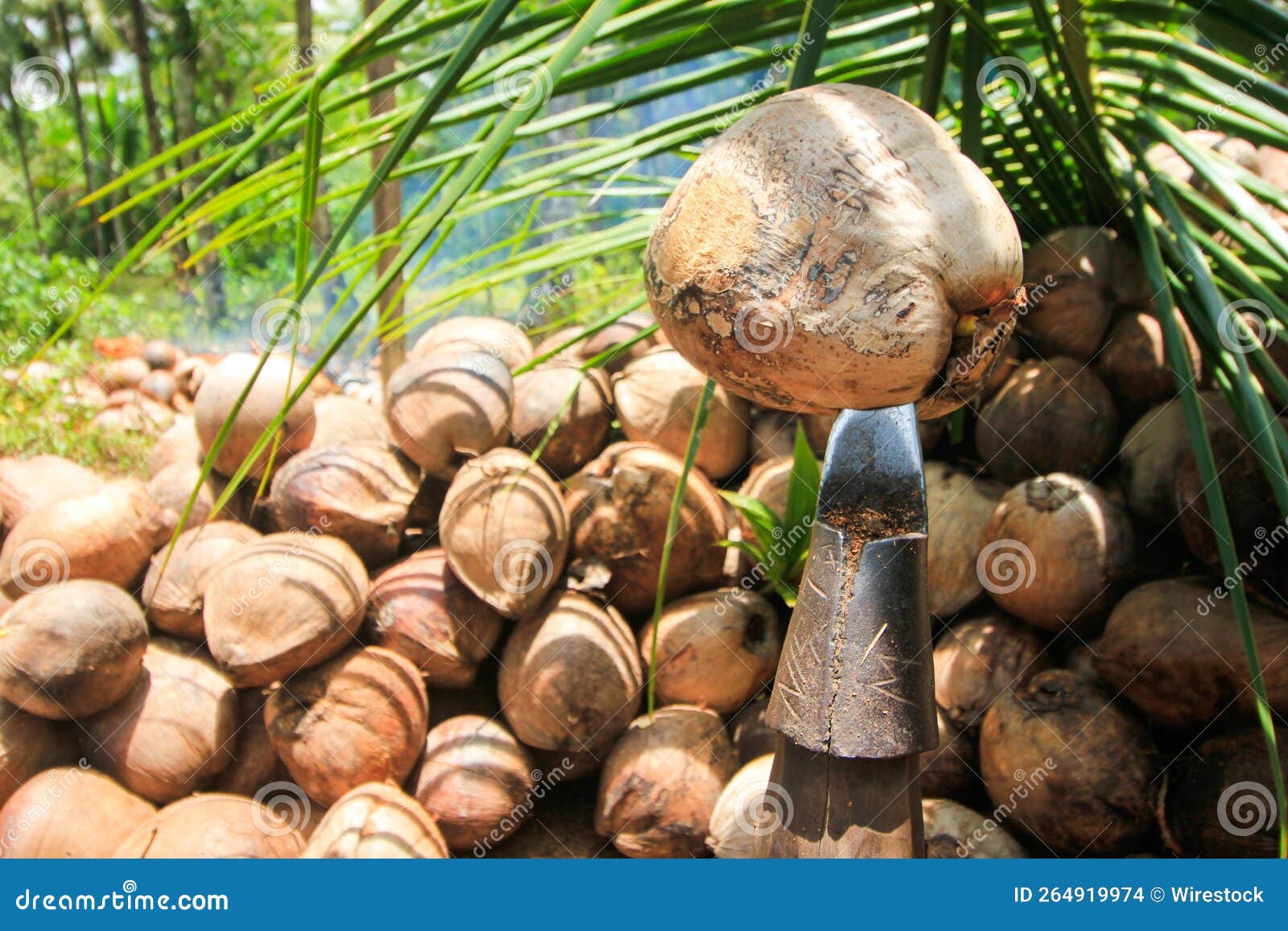 Closeup Shot of a Pile of Coconuts Under the Coconut Tree Stock Photo ...