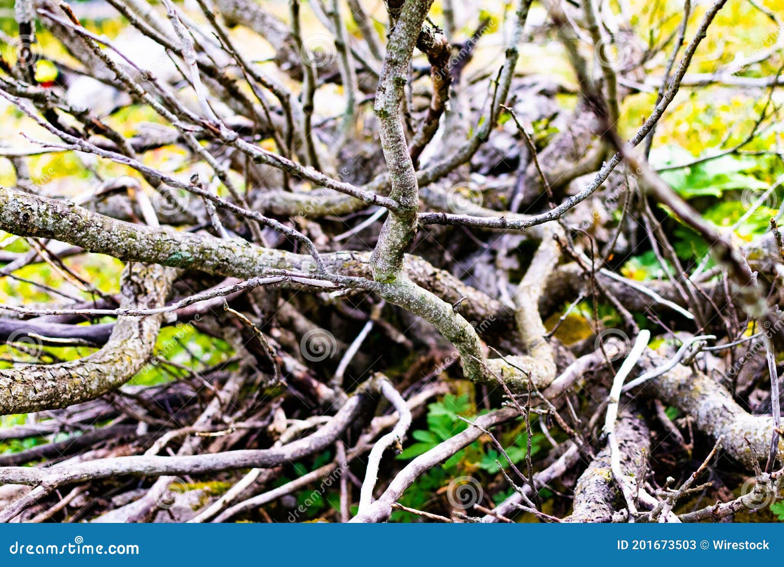 Closeup Shot of a Pile of Tree Branches on a Fresh Meadow Stock Image ...