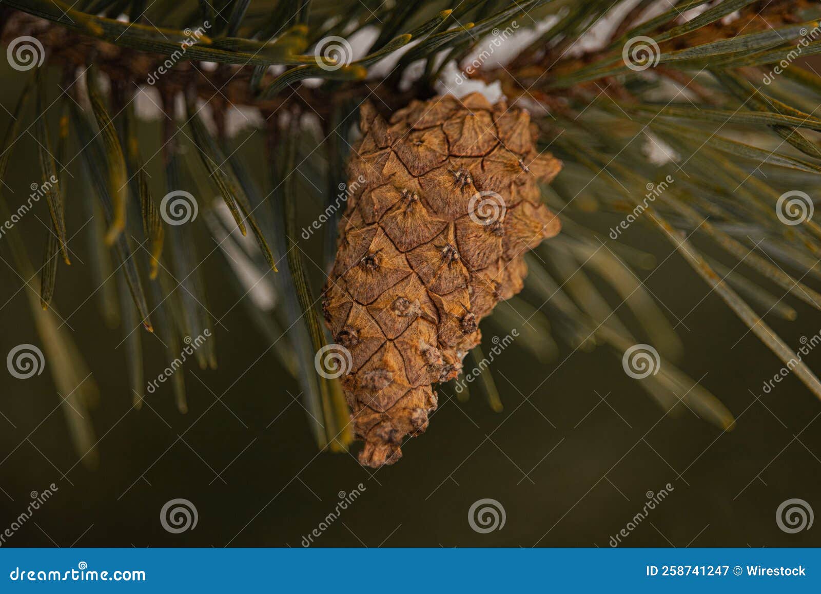 Closeup Shot of a Pine Cone on a Tree Branch Stock Image - Image of ...