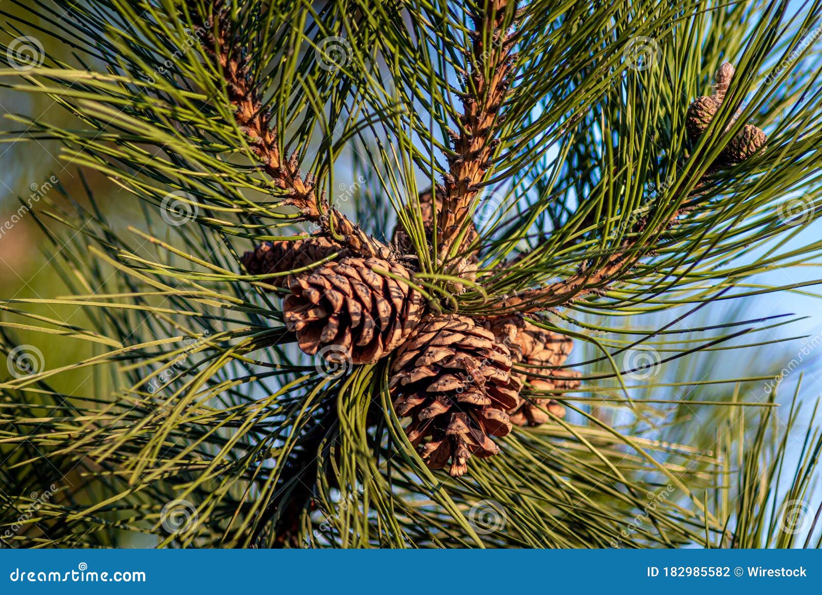 Closeup Shot of Pine Cones Hanging on the Tree Stock Photo - Image of ...