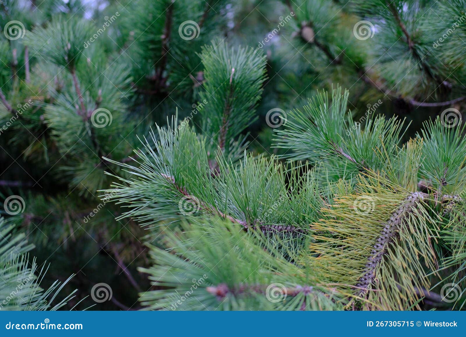 Closeup Shot of Pine Leaves Found Growing on a Pine Tree in the Wild ...