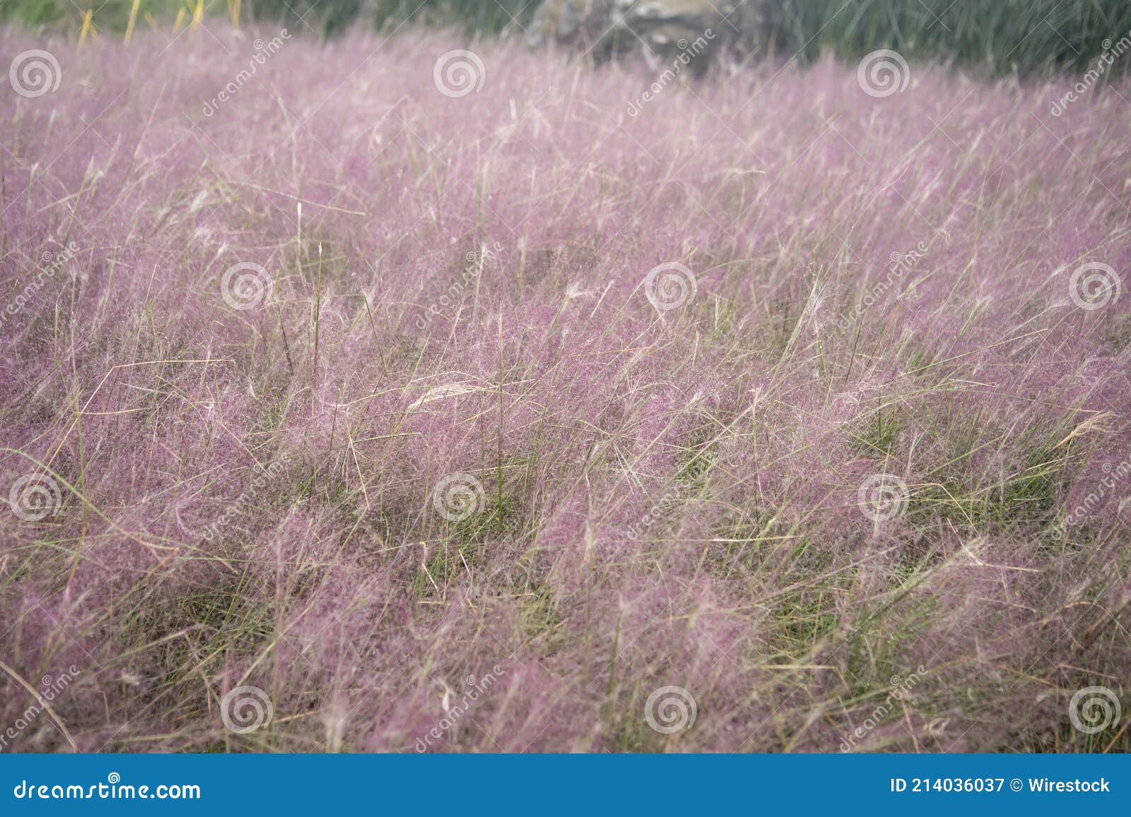 Closeup Shot of Pink Grass Field during the Daytime Stock Image - Image ...
