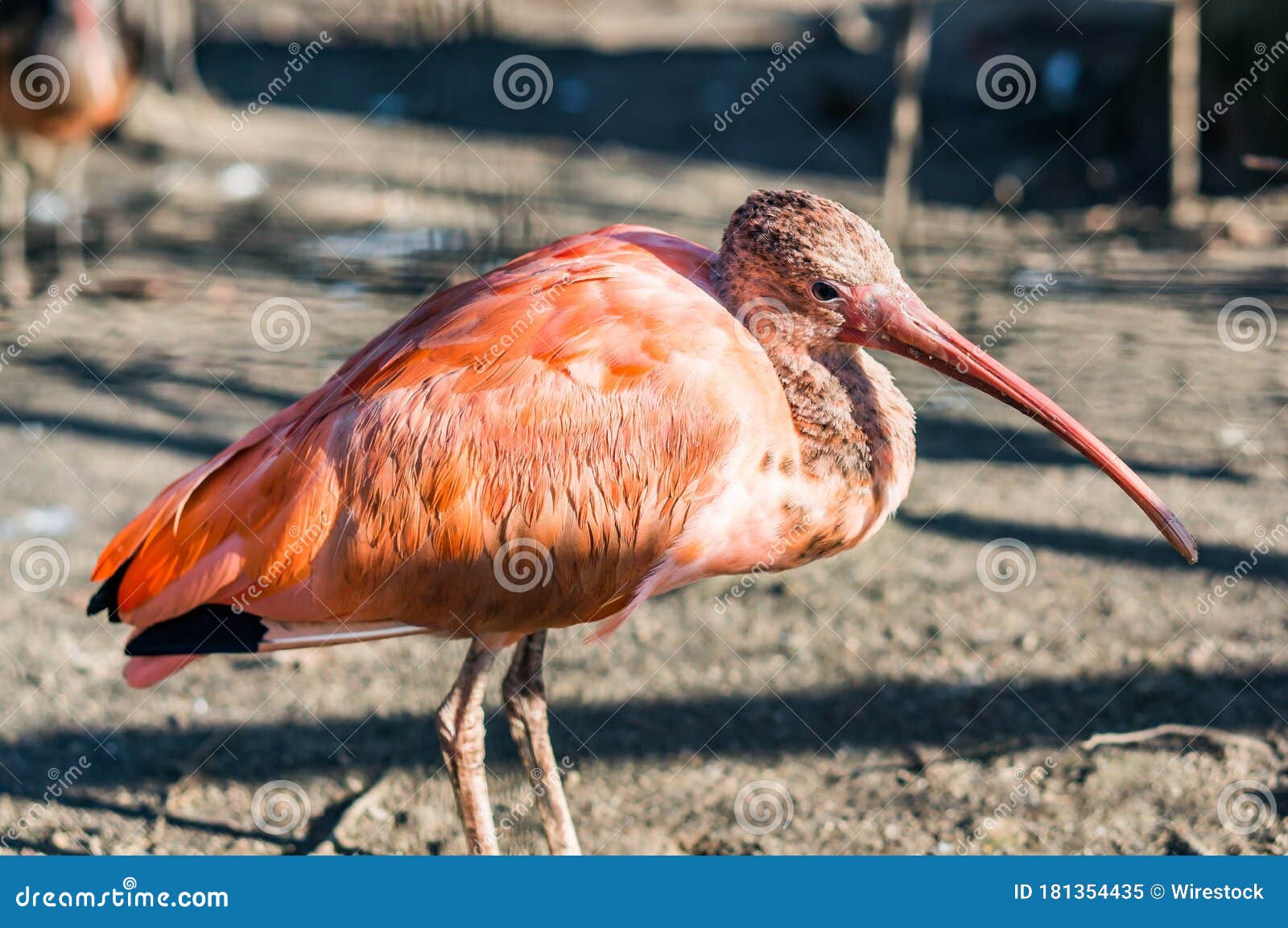 Closeup Shot of a Pink Ibis Bird with a Long Beak Stock Image - Image ...