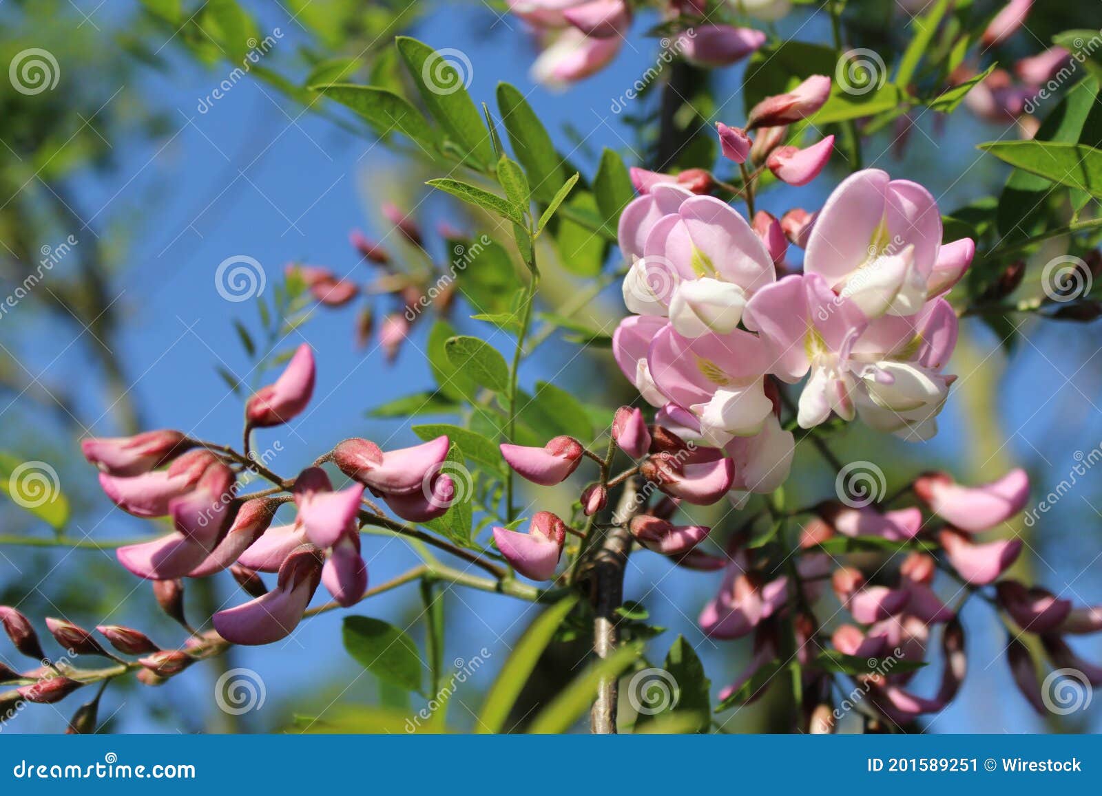 Closeup Shot of Pink Locust Stock Image - Image of bloom, colours ...