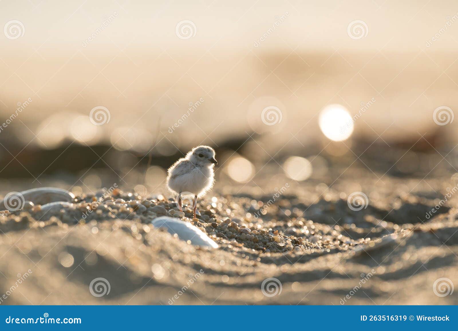 Closeup Shot of a Piping Plover Bird Stock Image - Image of black ...