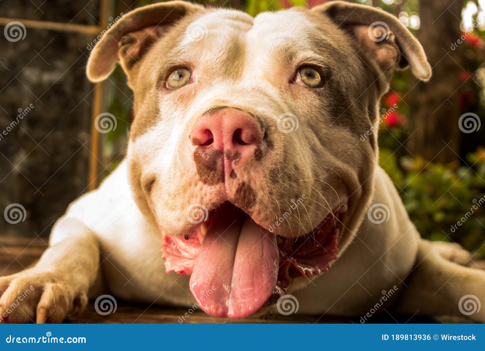 Closeup Shot of a Pit Bull Terrier Face Stock Photo - Image of friend ...