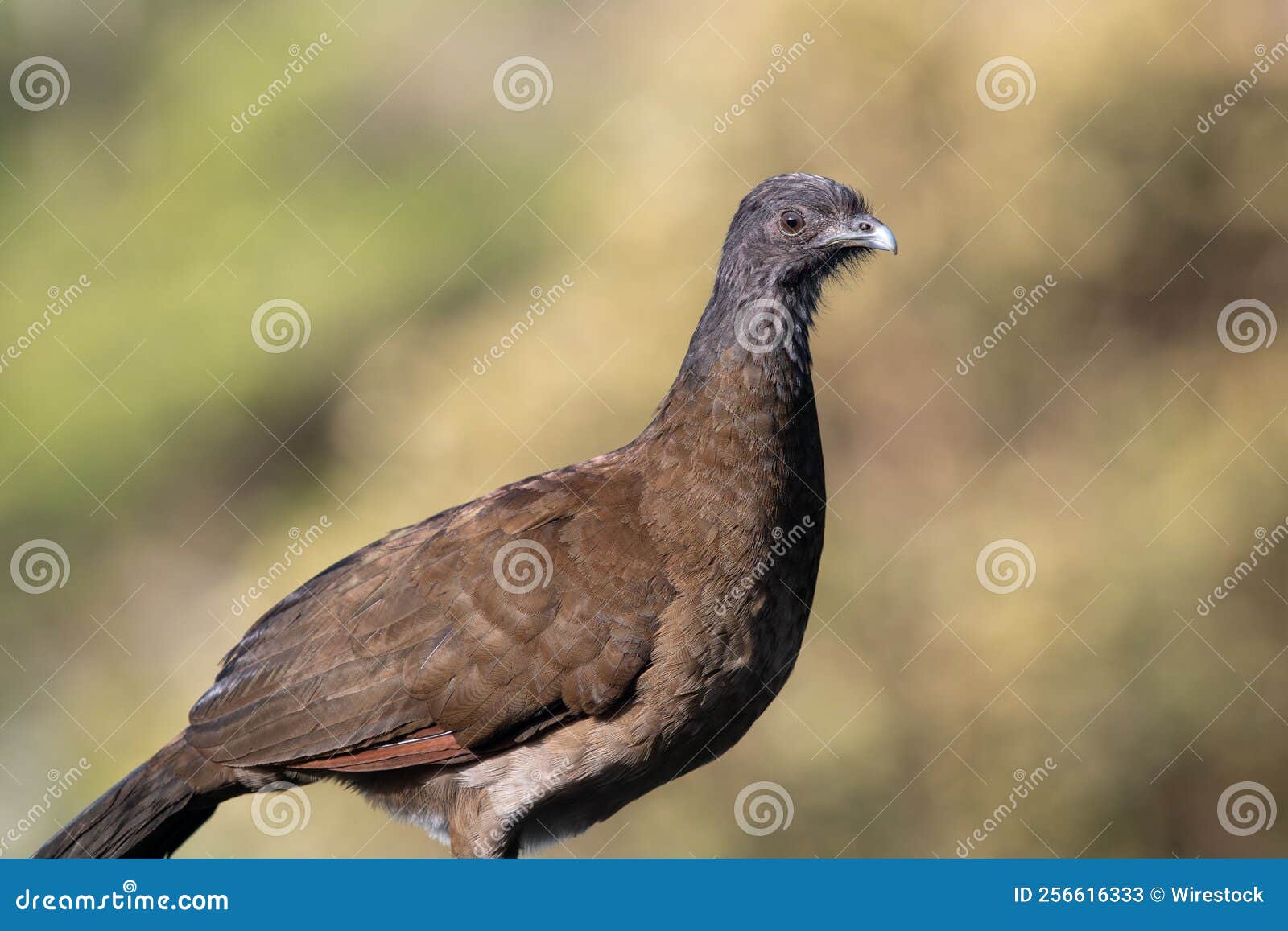 Closeup Shot of a Plain Chachalaca Bird Stock Image - Image of branch ...