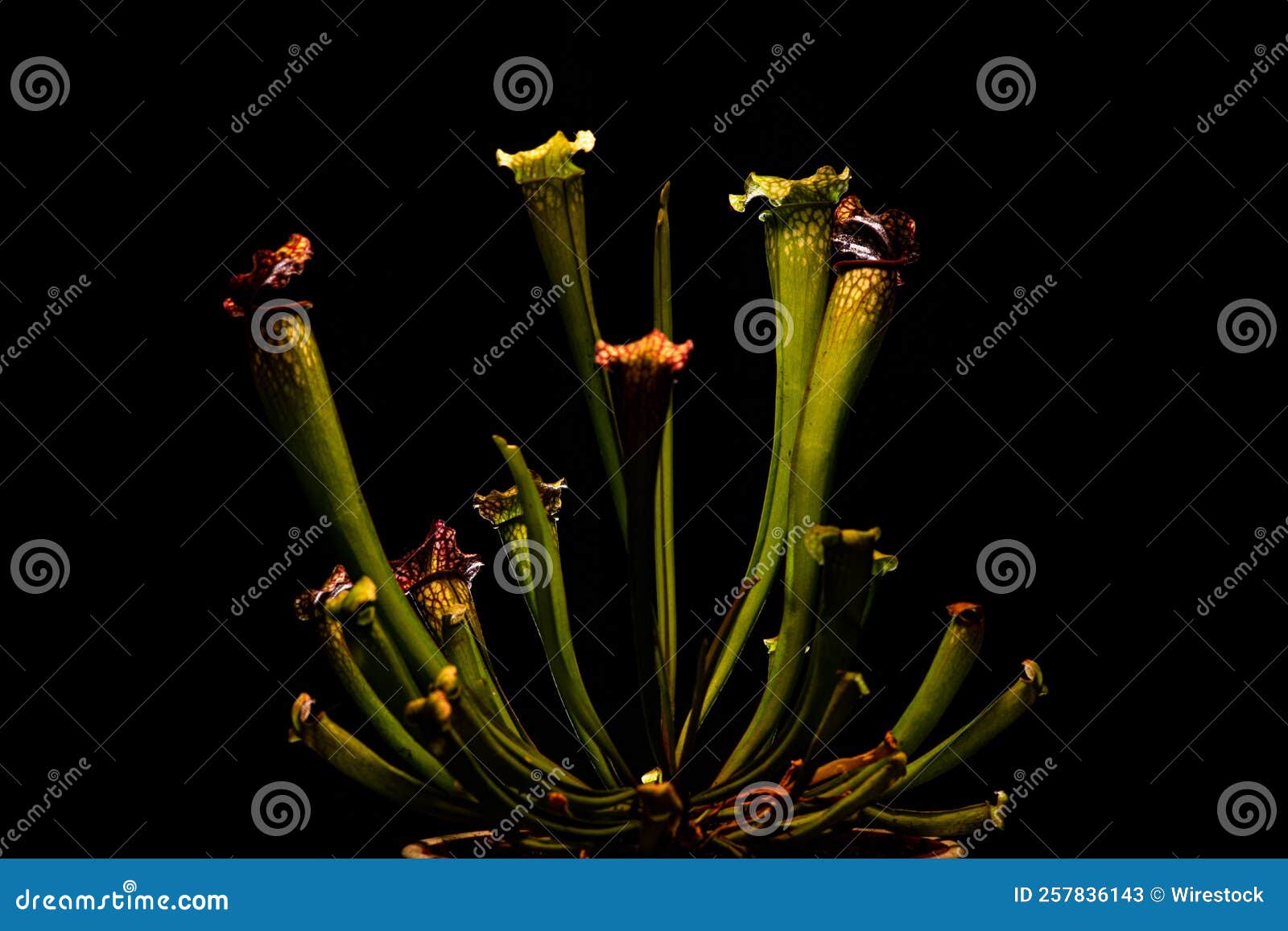 Closeup Of Sarracenia- Carnivore Plant Stock Photography ... Closeup Of Sarracenia- Carnivore Plant Stock Photography ...