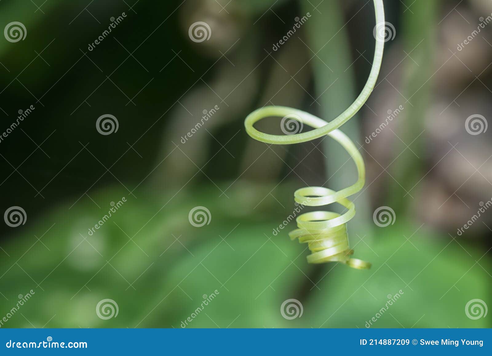 Closeup Shot of the Plant`s Tendril Stock Image - Image of botany ...
