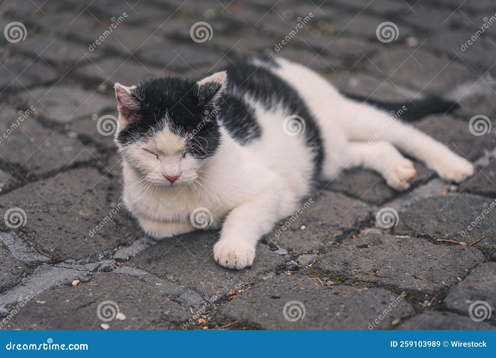 Closeup Shot of a Polydactyl Cat Lying on the Ground Stock Image ...