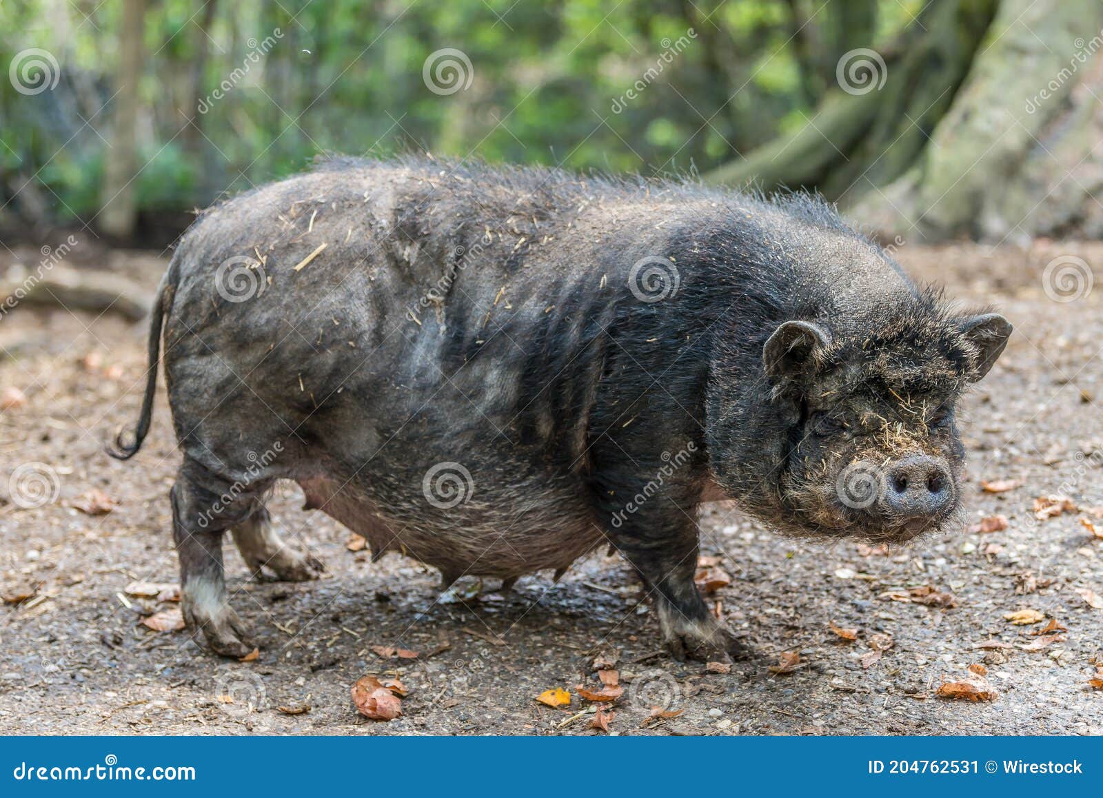 Closeup Shot of a Pot-bellied Pig Stock Image - Image of wild, nature ...
