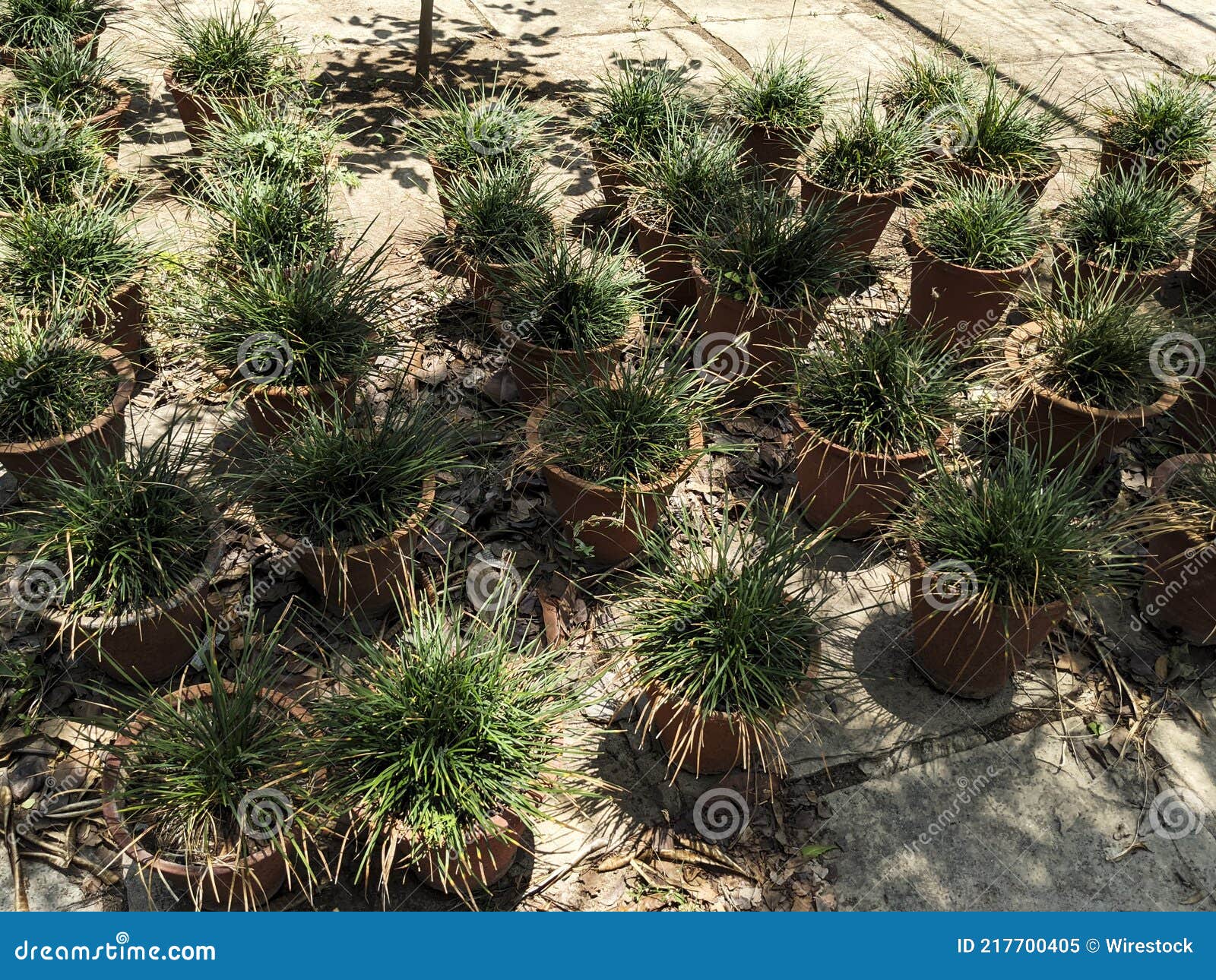 Closeup Shot of Potted Plants on the Ground Stock Image - Image of ...