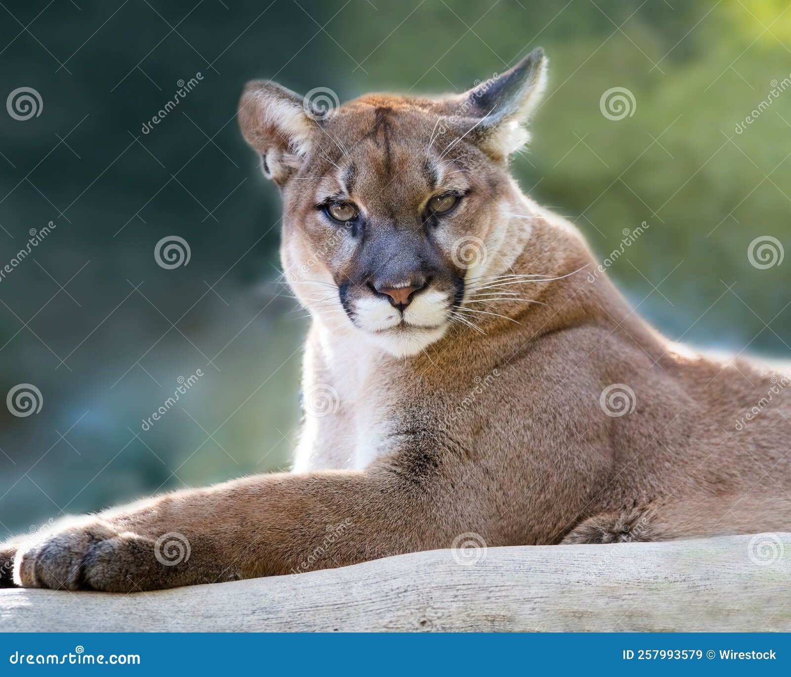 Closeup Shot of a Powerful Beautiful Puma in a Park Stock Image - Image ...