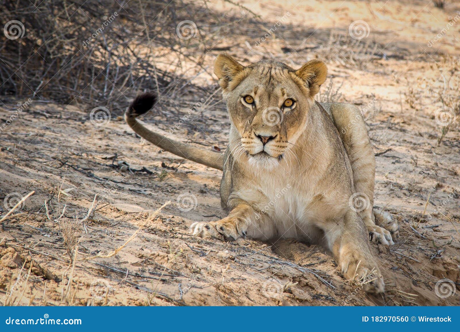 Closeup Shot of a Powerful Lion Laying on the Ground Stock Photo ...