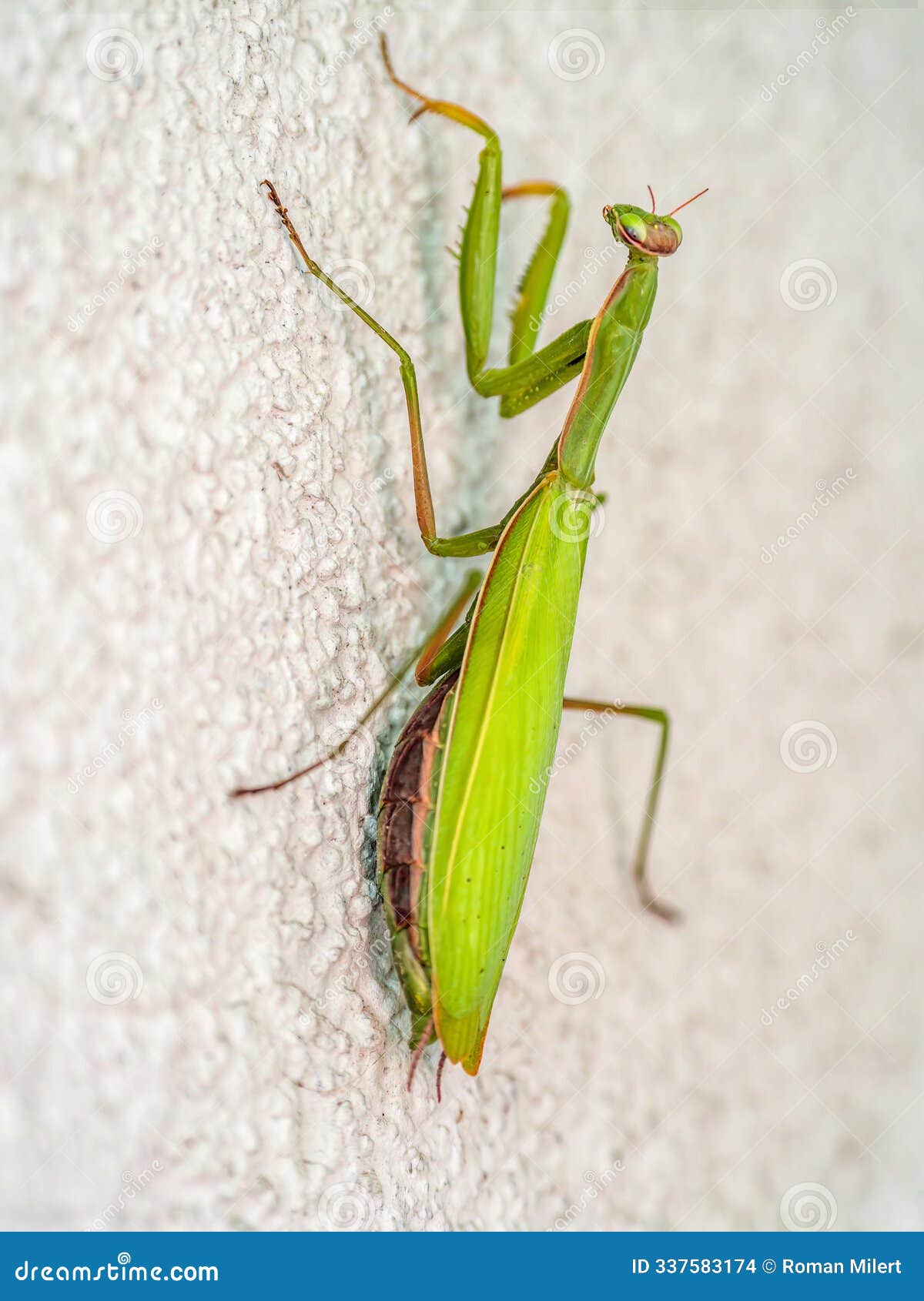 Praying Mantis on a White Wall Stock Photo - Image of head, mouth ...