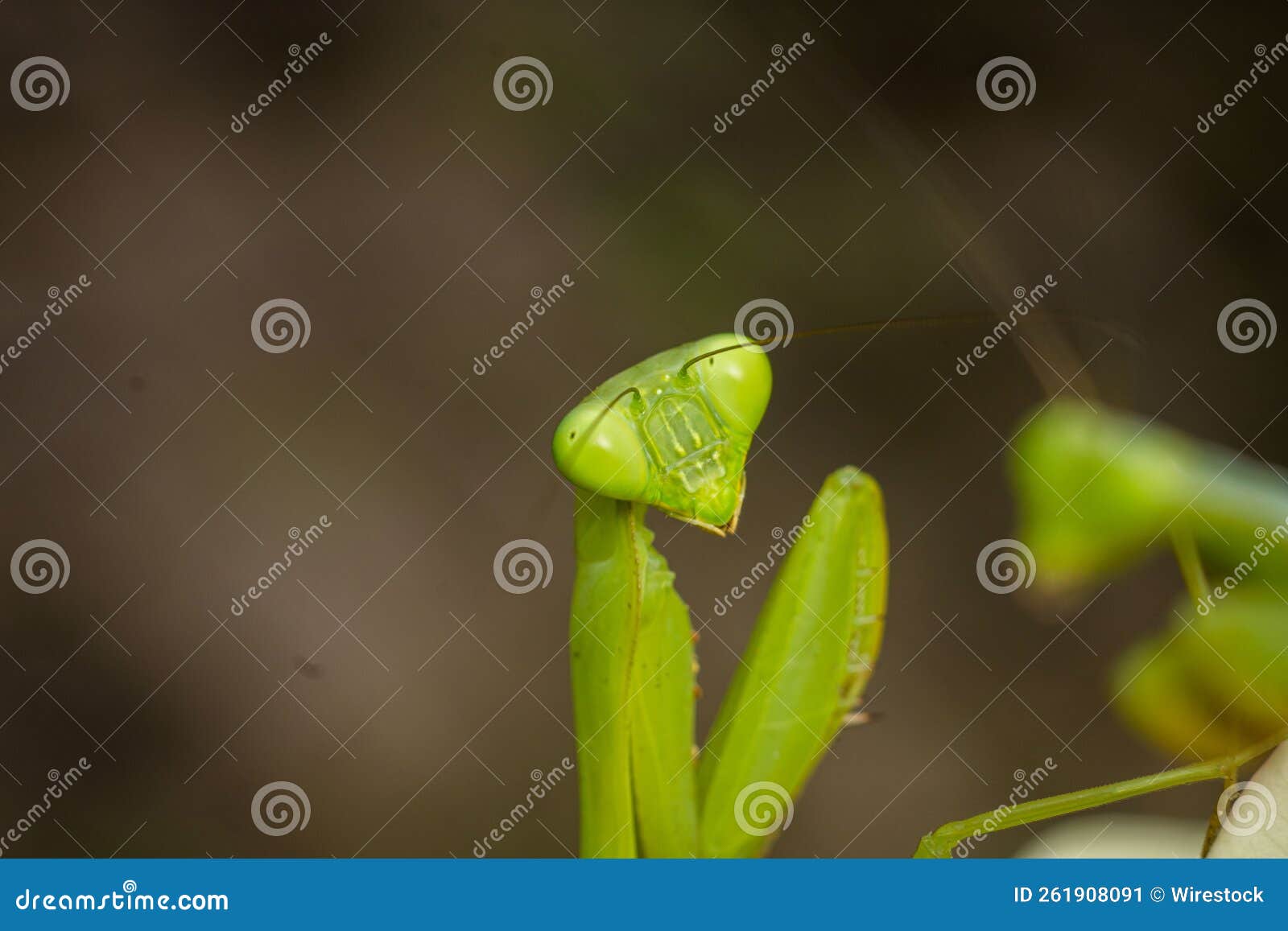 Closeup Shot of a Praying Mantis Head Standing on a Leaf Stock Image ...
