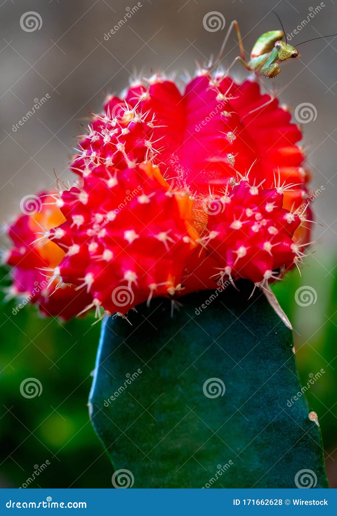 Closeup Shot of a Praying Mantis at the Top of a Cactus Plant with a ...