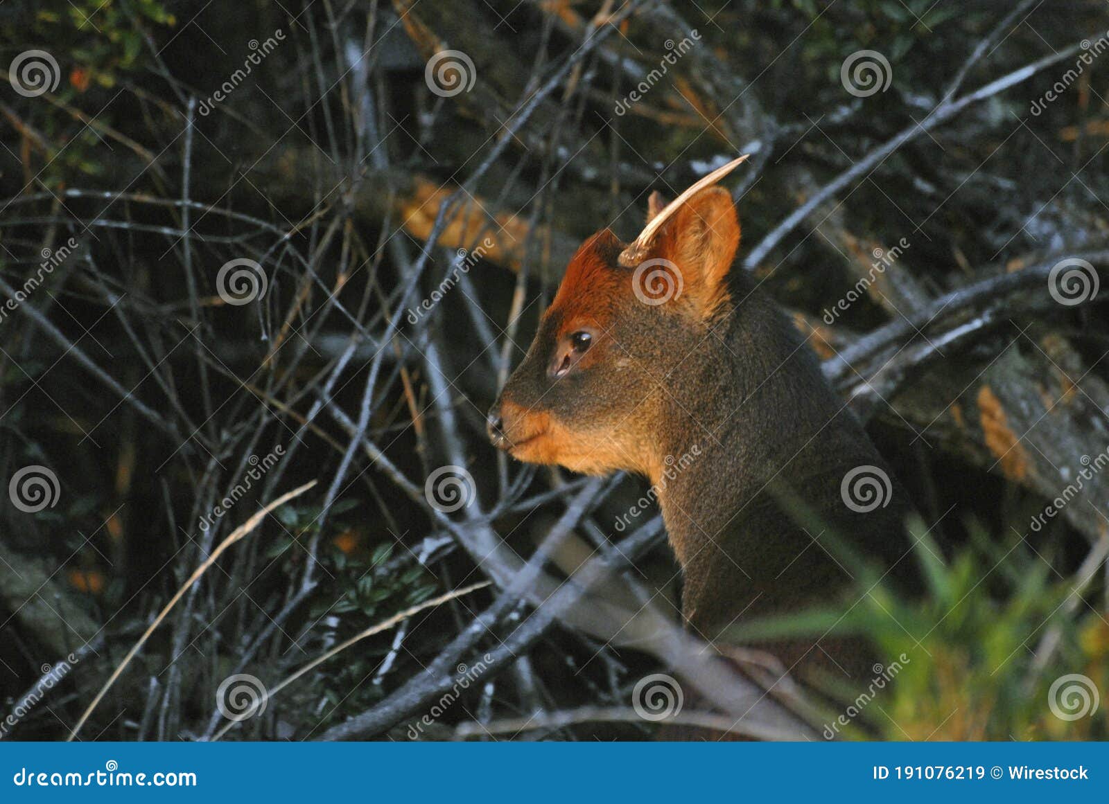 Closeup Shot of Pudu Deer in a Forest Stock Image - Image of wildlife ...