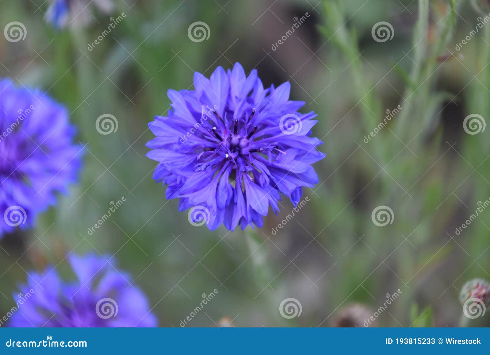 Closeup Shot of a Purple Cornflower Stock Image - Image of petals ...