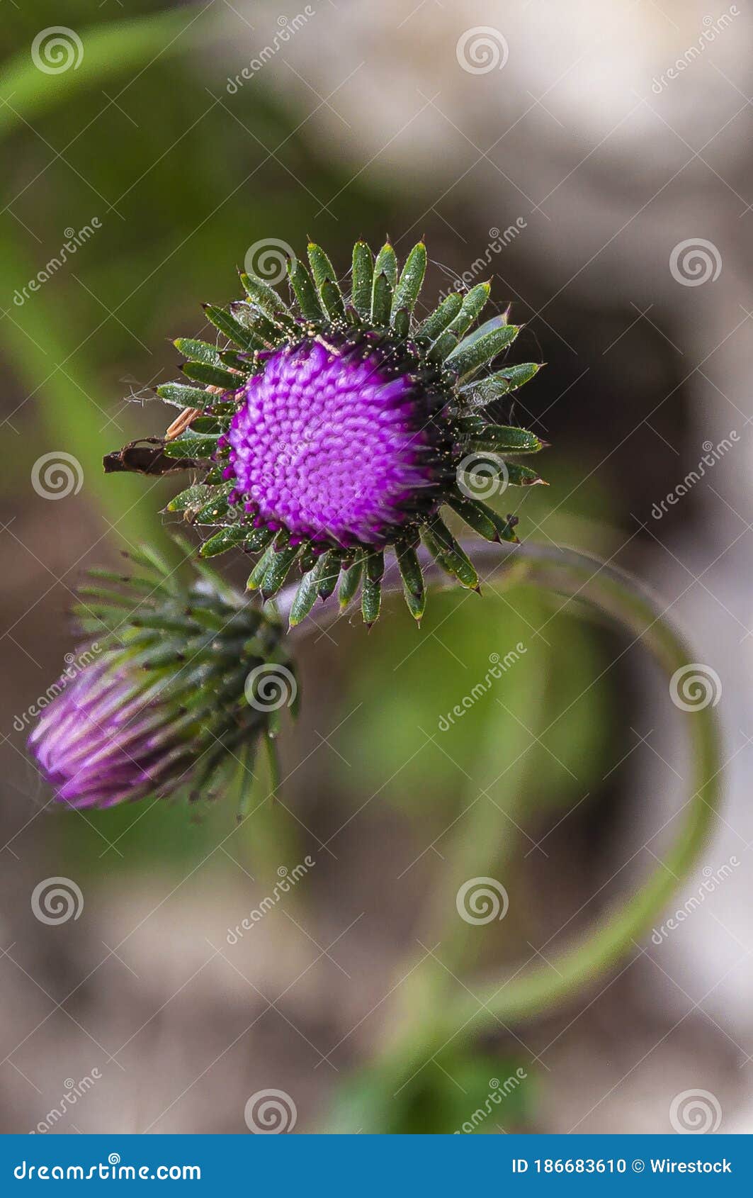 Closeup Shot of the Purple Spear Thistle Wildflower Stock Photo - Image ...