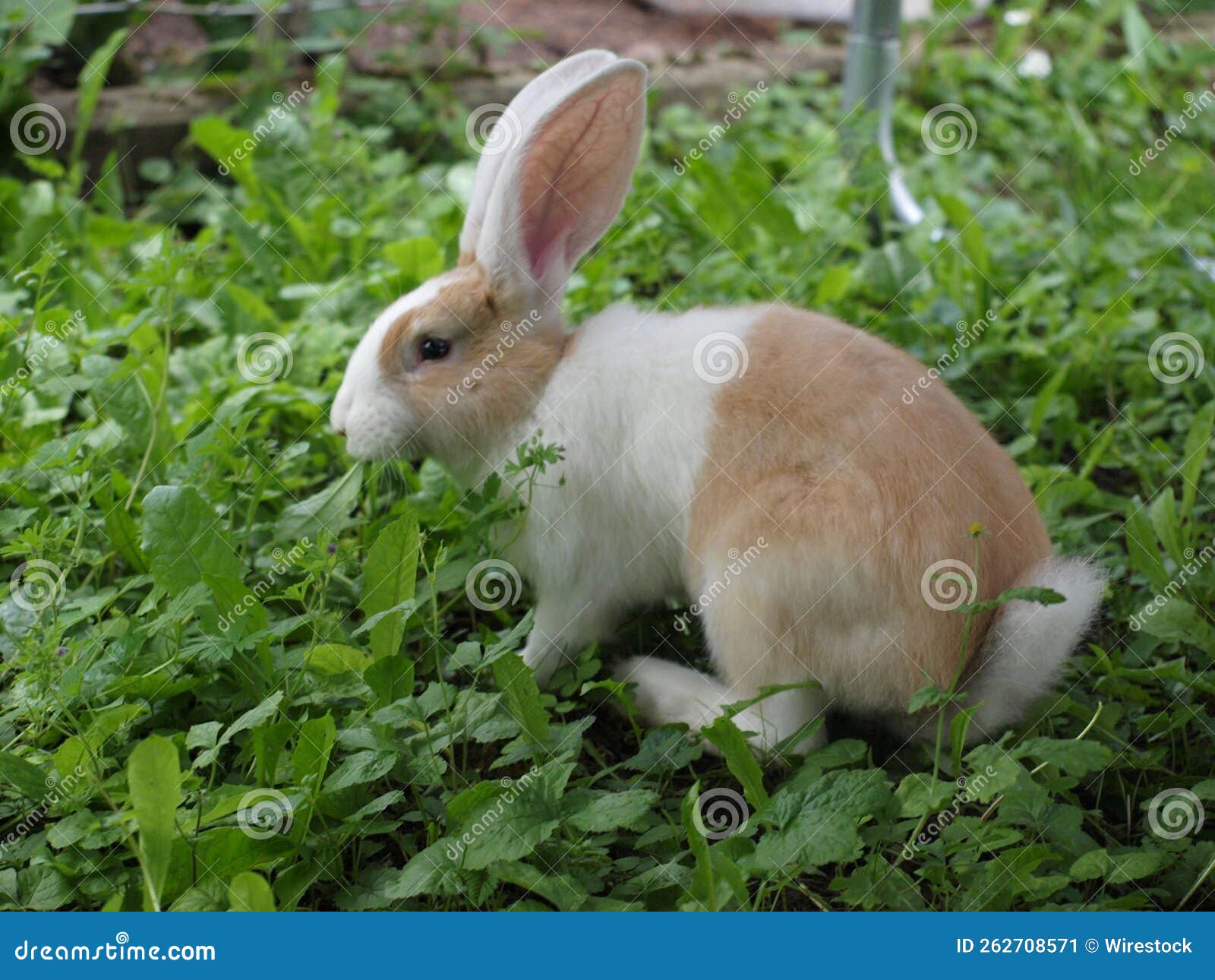 Closeup shot of a rabbit stock image. Image of wild - 262708571