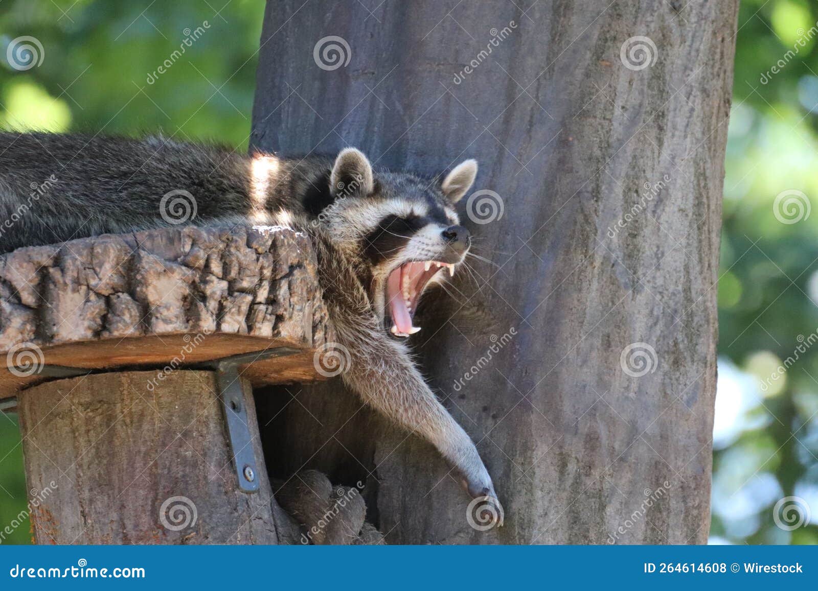 Closeup Shot of Raccoon with an Open Mouth Stock Photo - Image of ...