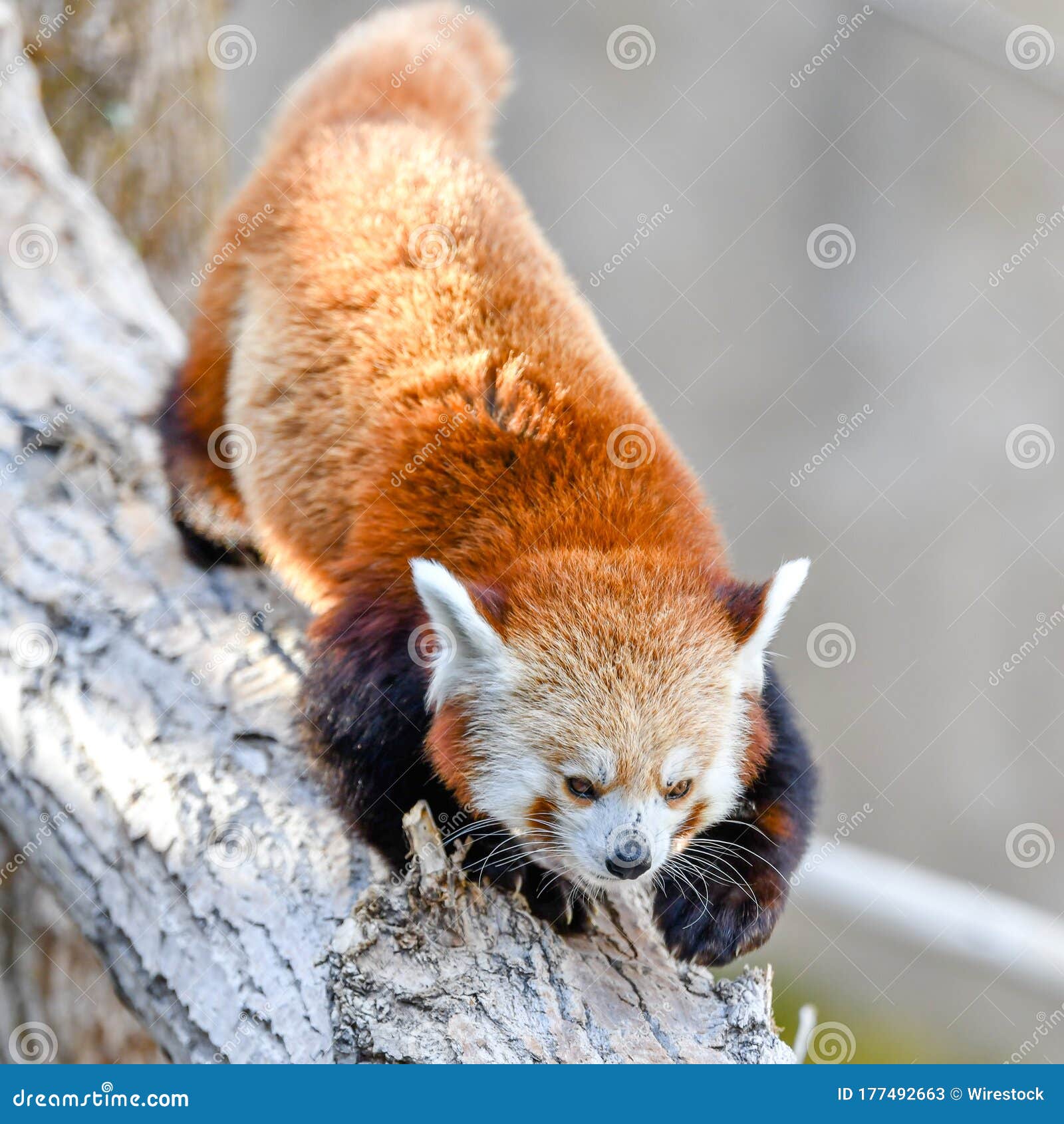 Closeup Shot of a Rare Species of Red Panda Climbing Down a Tree Stock ...