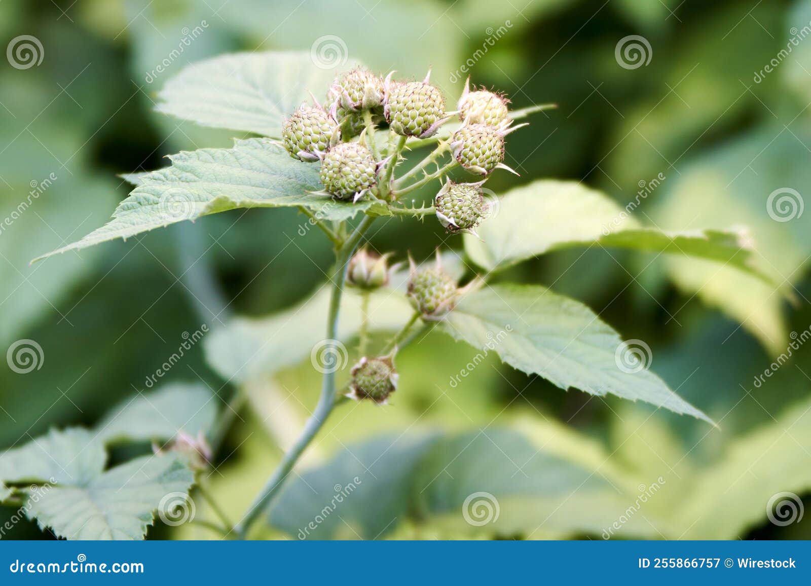 Closeup Shot of a Raspberry Plant Growing Stock Image - Image of ...