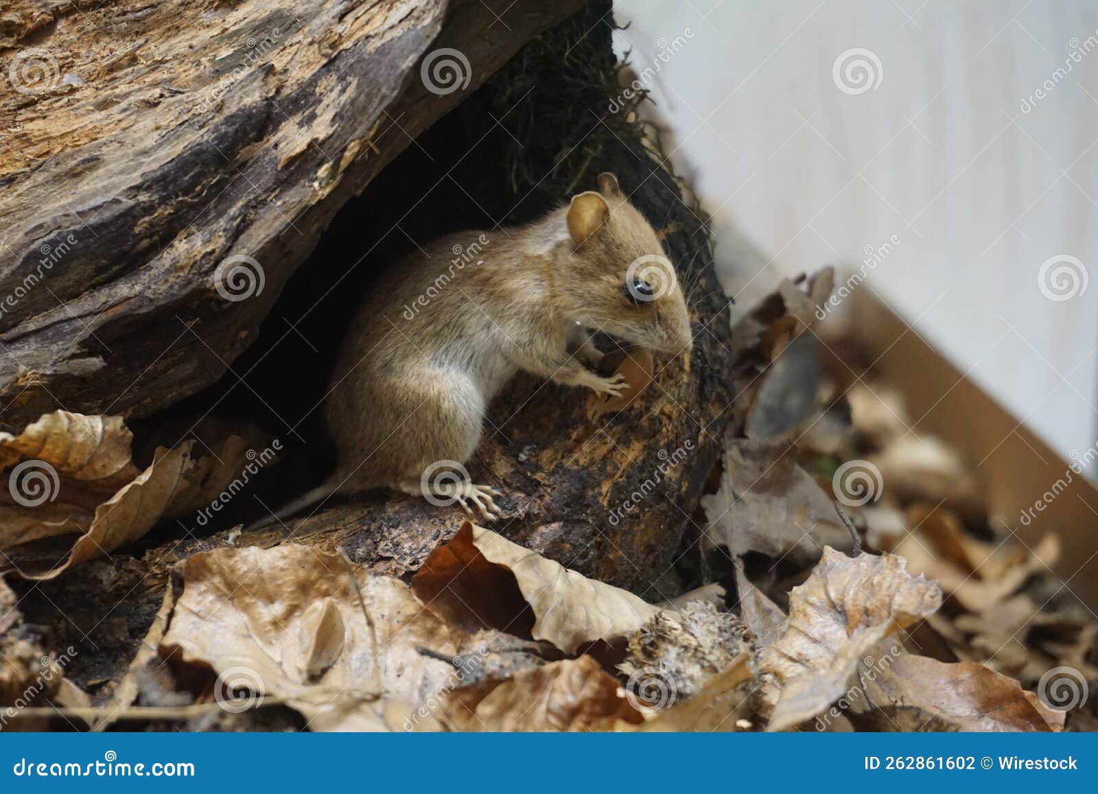 Closeup Shot of a Rat in a Tree Hollow in the Fall - Rattus Stock Photo ...