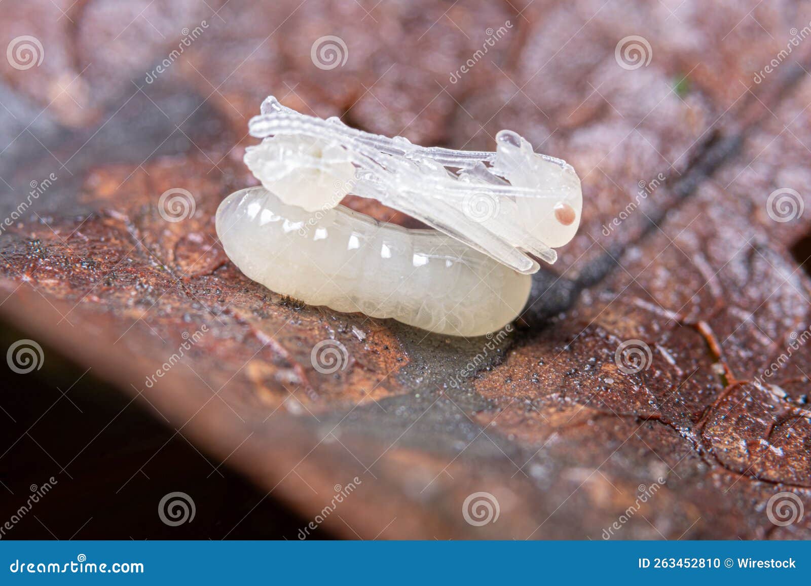 Closeup Shot of a Red Ant Larvae on a Leaf Stock Photo - Image of ...
