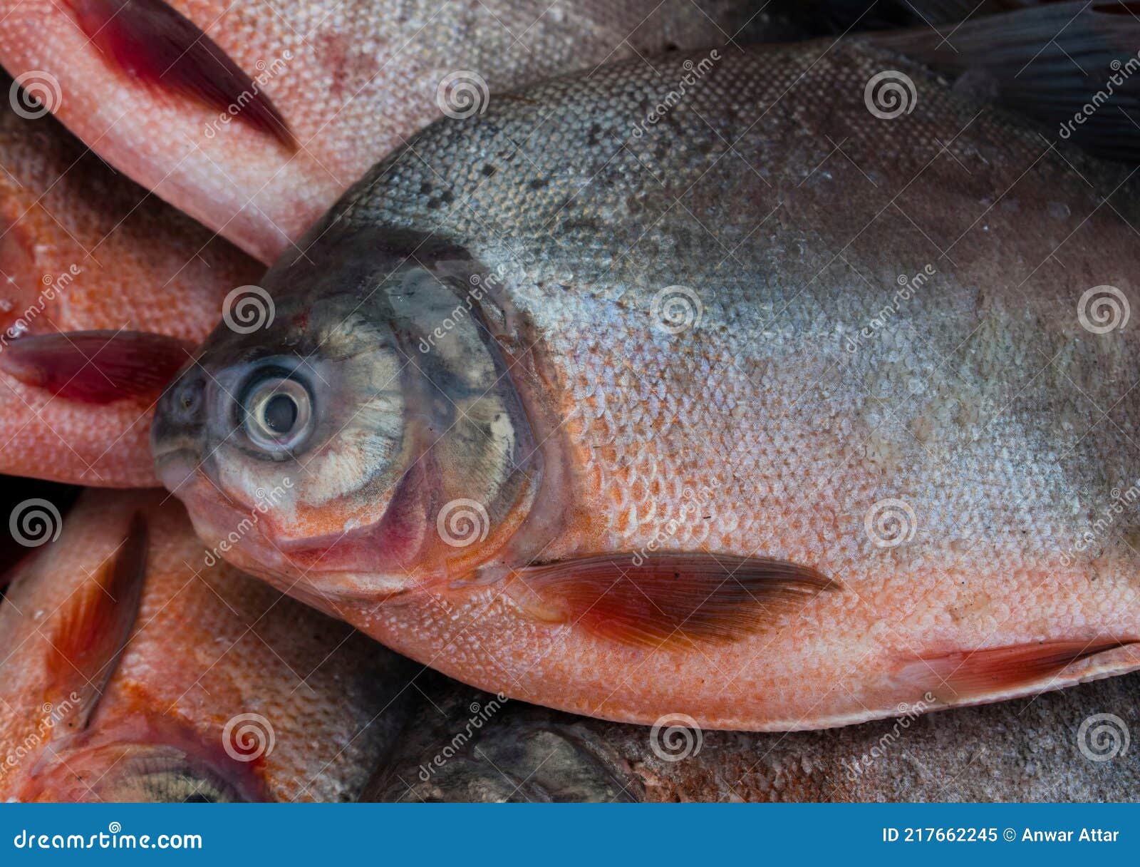 Closeup Shot of Red-bellied Pacu Fish Stock Image - Image of healthy ...