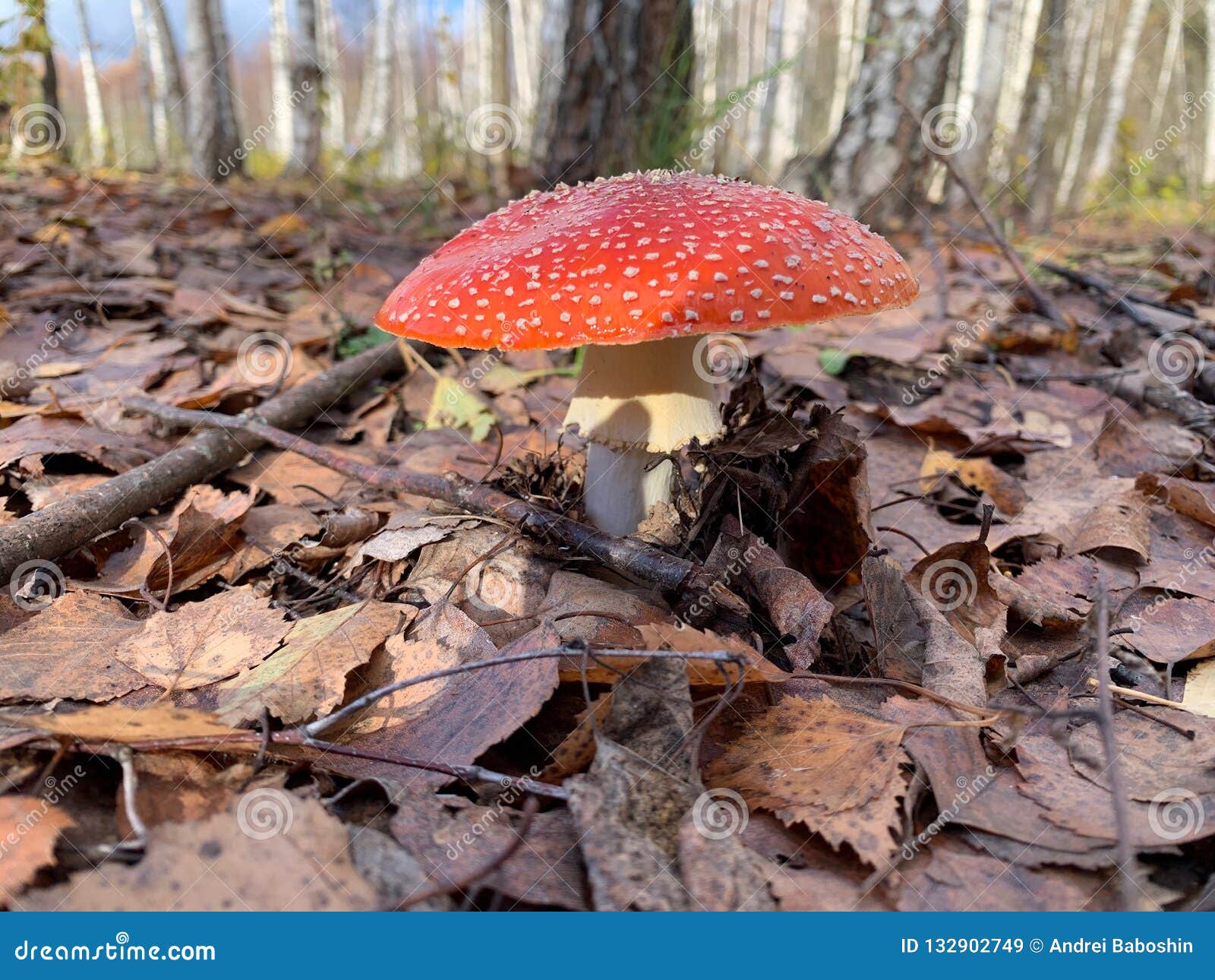 Red cap mushroom stock image. Image of shot, closeup - 132902749