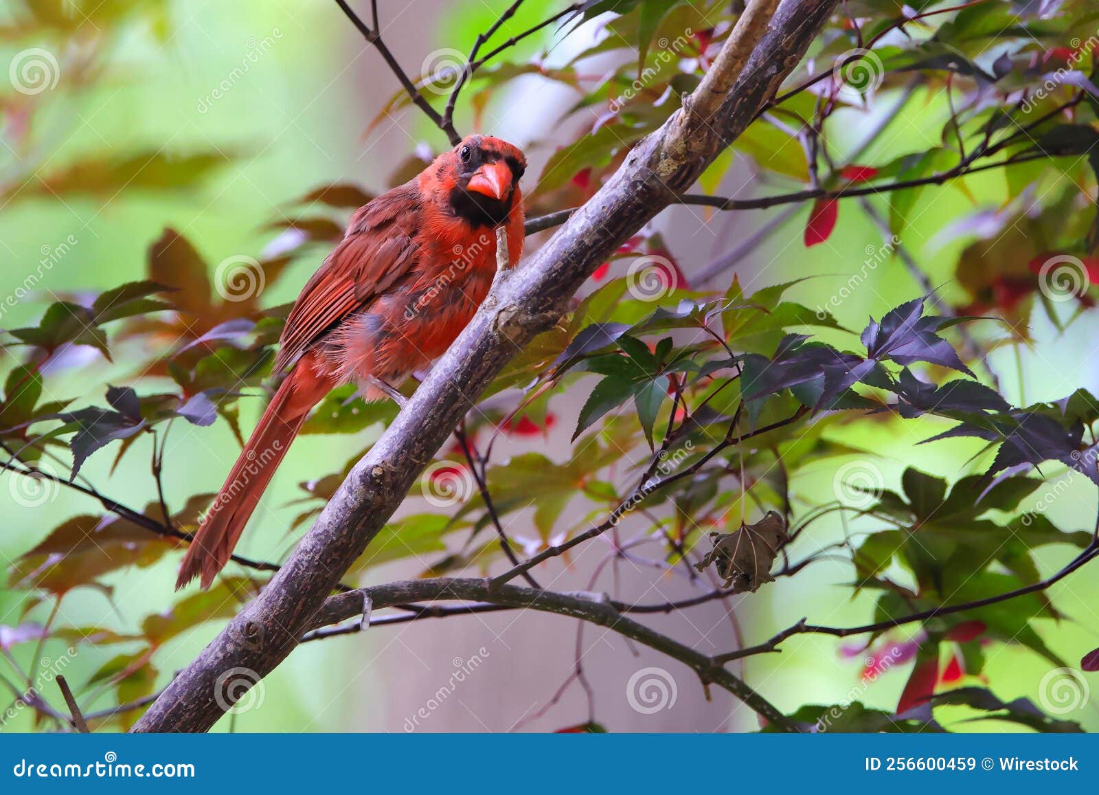 Closeup Shot of a Red Cardinal on the Tree Stock Image - Image of ...