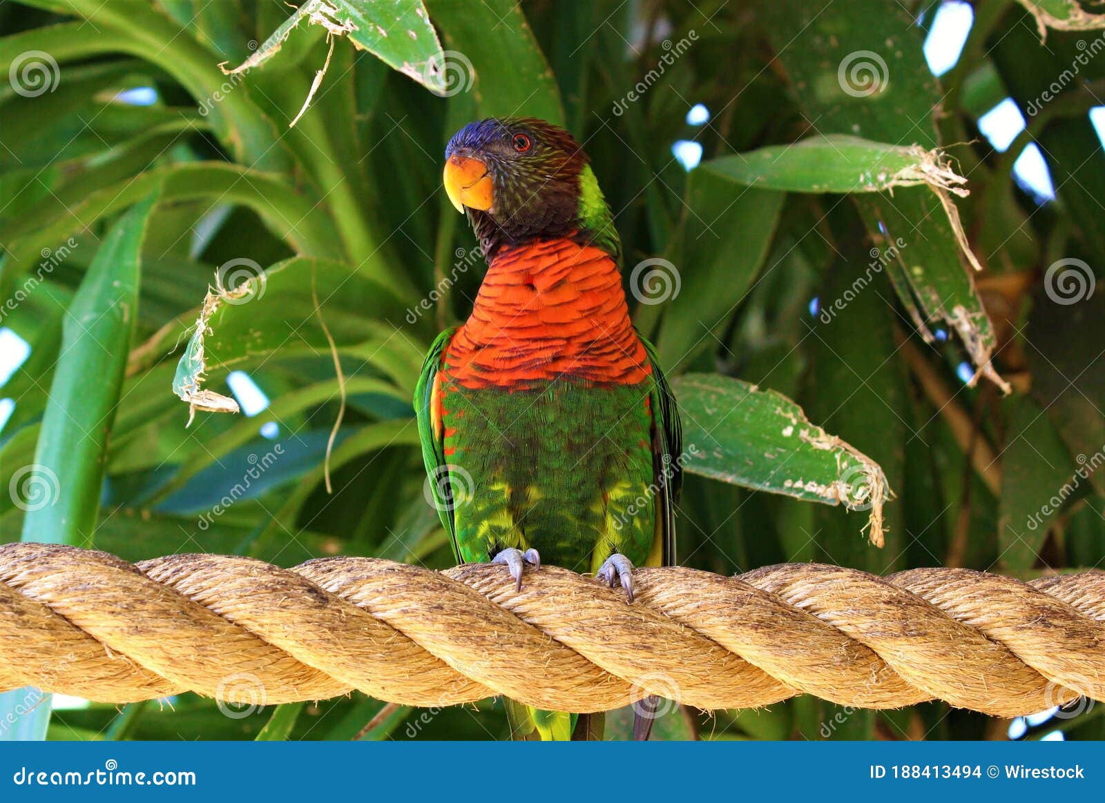 Collared Lory Phigys Solitarius On Viti Levu Island, Fiji Stock Image ...