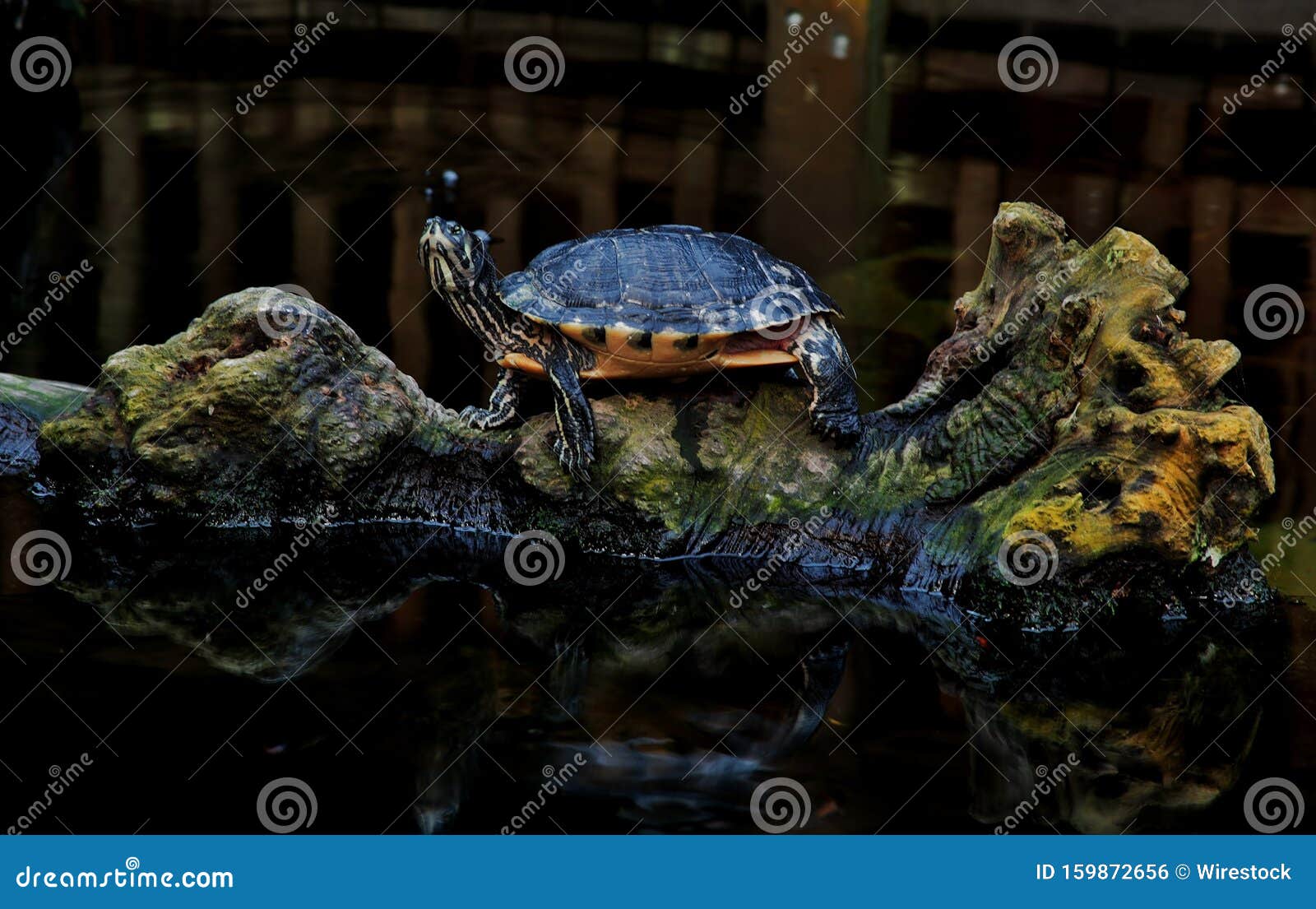 Closeup Shot of a Red-eared Turtle Resting on a Dead Tree Branch in the ...