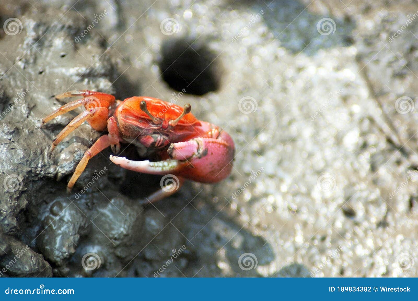 Closeup Shot of a Red Fiddler Crab on the Mud Stock Photo - Image of ...