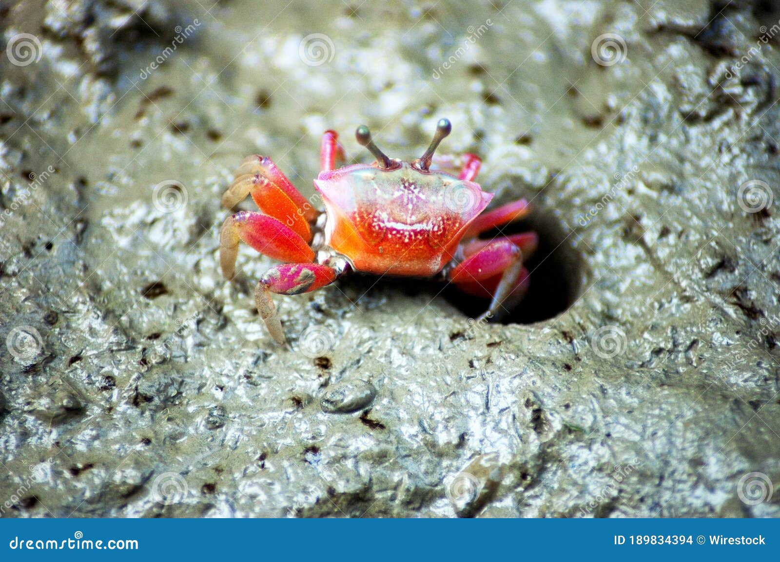 Closeup Shot of a Red Fiddler Crab on the Mud Stock Photo - Image of ...