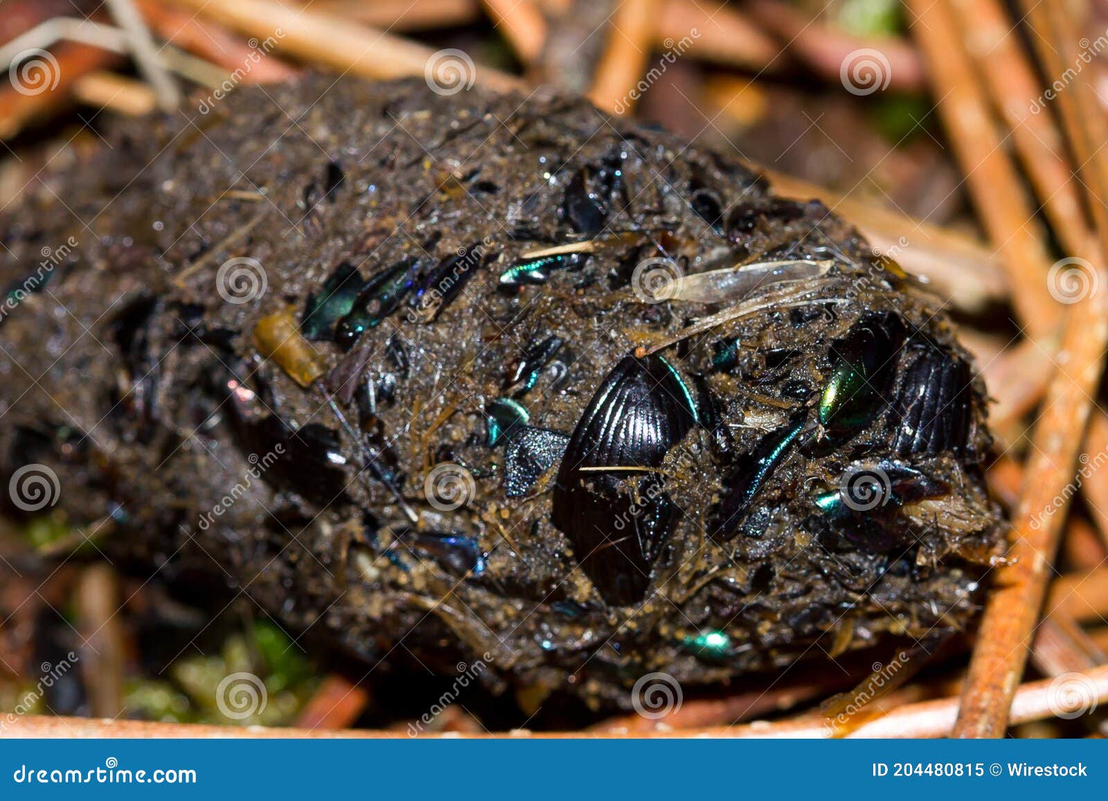 Closeup Shot of Red Fox Excrement on the Ground Stock Image - Image of ...